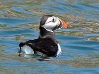 Young Puffins work out their own migration routes - BirdGuides