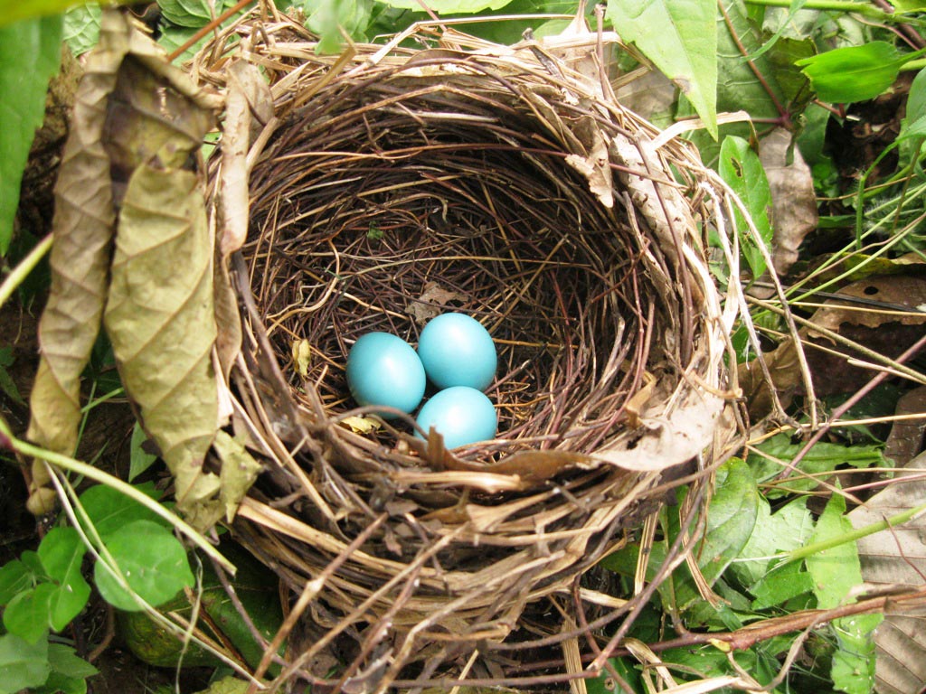 How eggshells may dictate a bird's response to climate change - BirdGuides