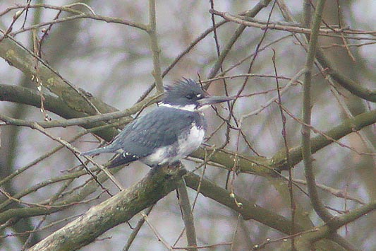 The Belted Kingfisher - BirdGuides