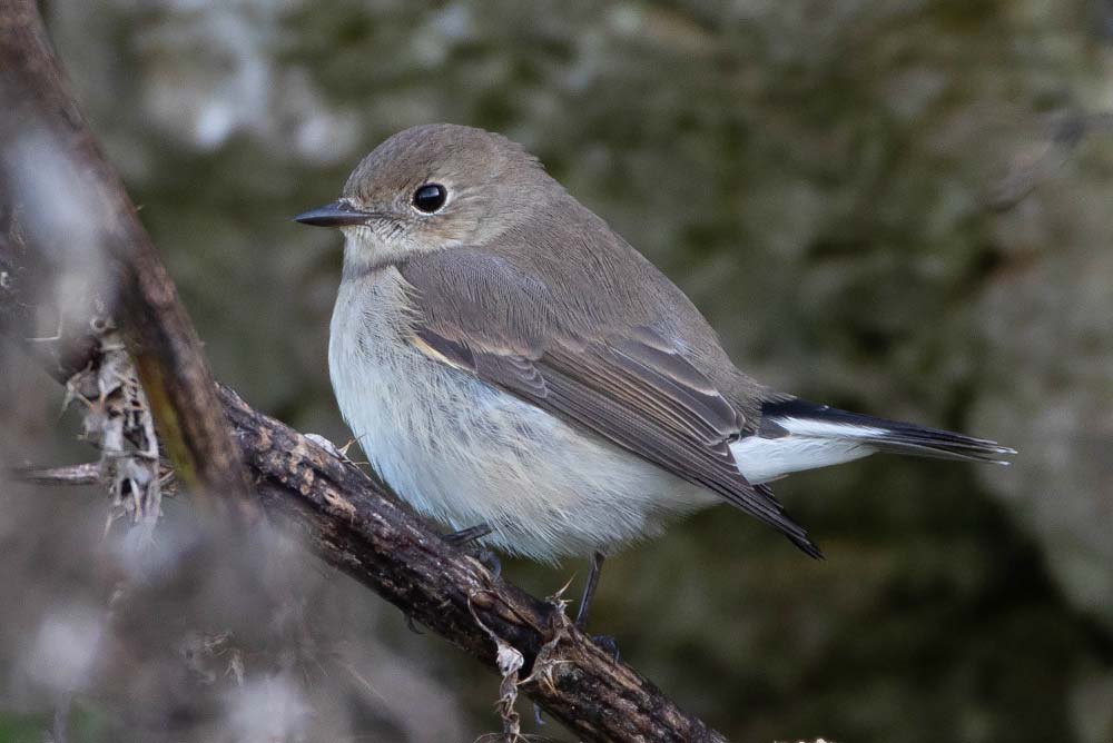 Rarity finders Taiga Flycatcher in Co Durham BirdGuides