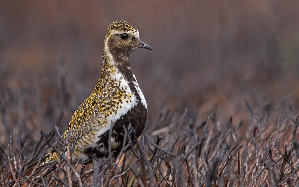 Unfair game: the birds that can still be shot in the UK - BirdGuides