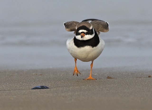 Ringed Plover by Richardp - BirdGuides
