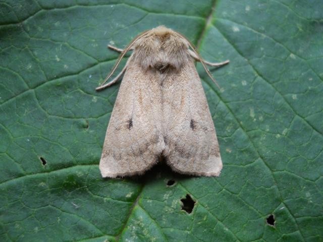Marsh Mallow Moth by Steve Whitehouse - BirdGuides