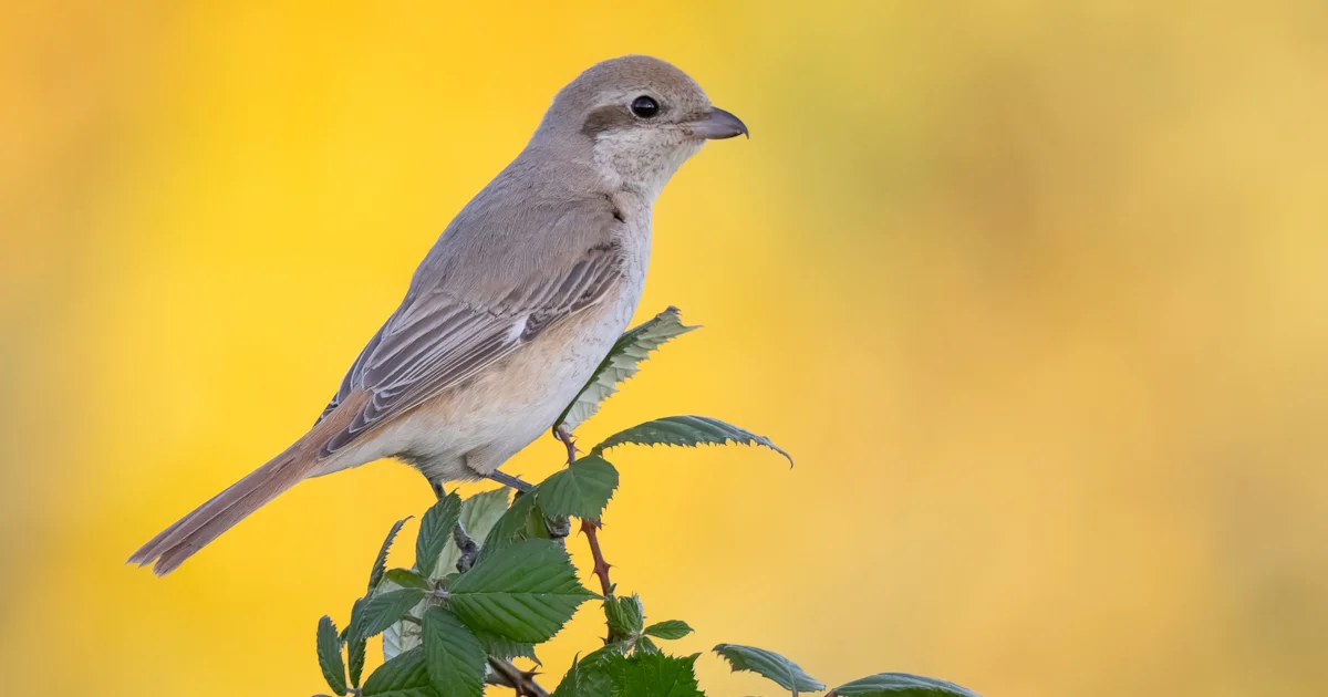 Photo of the Week: 28 October-3 November 2024 - BirdGuides Photo of the Week: 28 October-3 November 2024 - BirdGuides