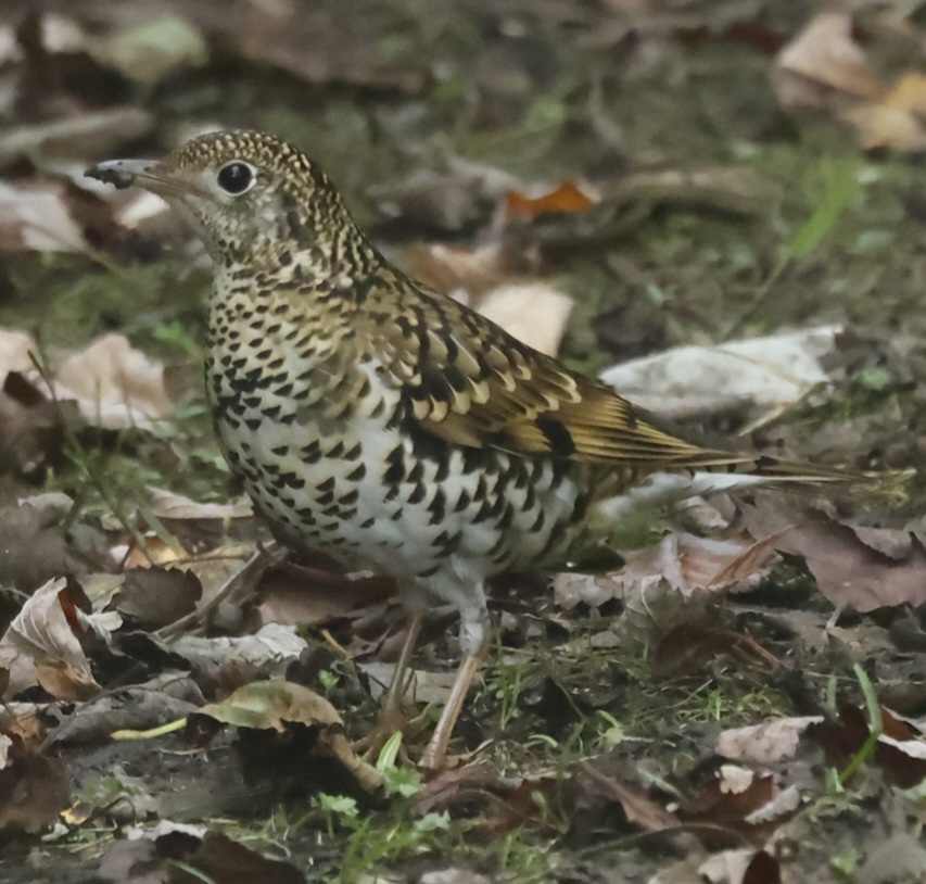 White's Thrush by Jill Wilson - BirdGuides