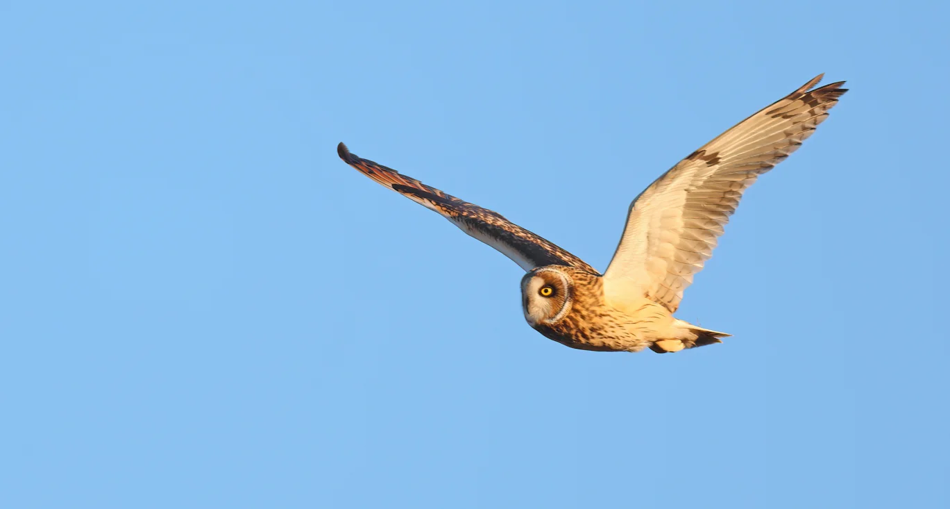 Short eared Owl By GLYN SELLORS BirdGuides short-eared-owl-by-glyn-sellors-birdguides