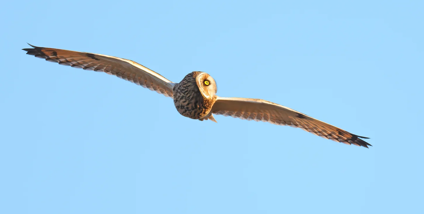 Short eared Owl By Glyn Sellors BirdGuides Short eared Owl By Glyn Sellors BirdGuides