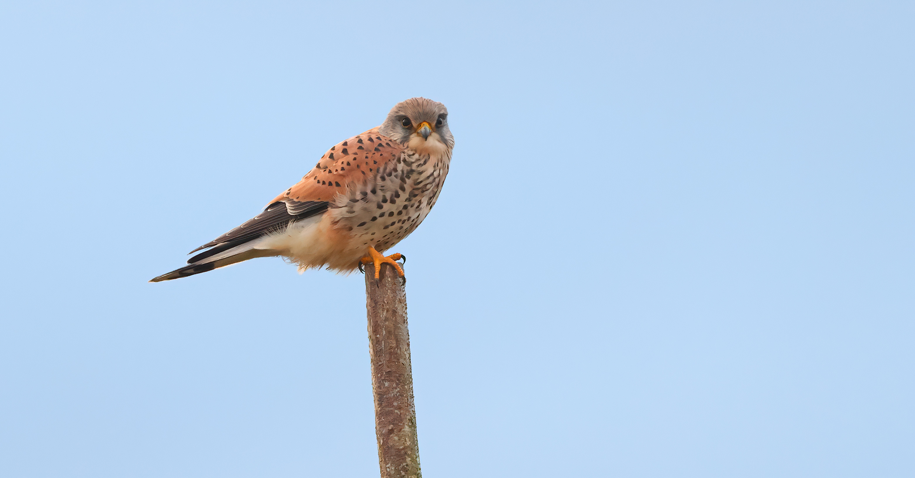 Common Kestrel by Glyn Sellors - BirdGuides
