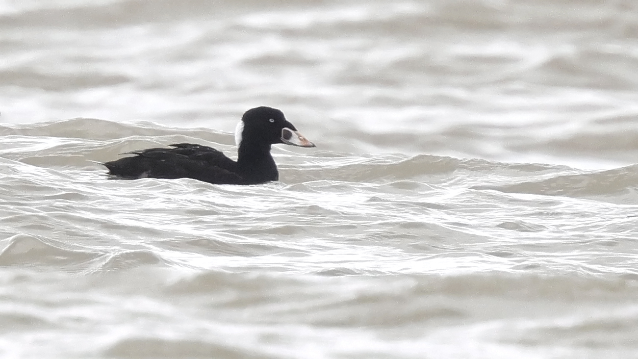 Surf Scoter by Paul Coombes - BirdGuides