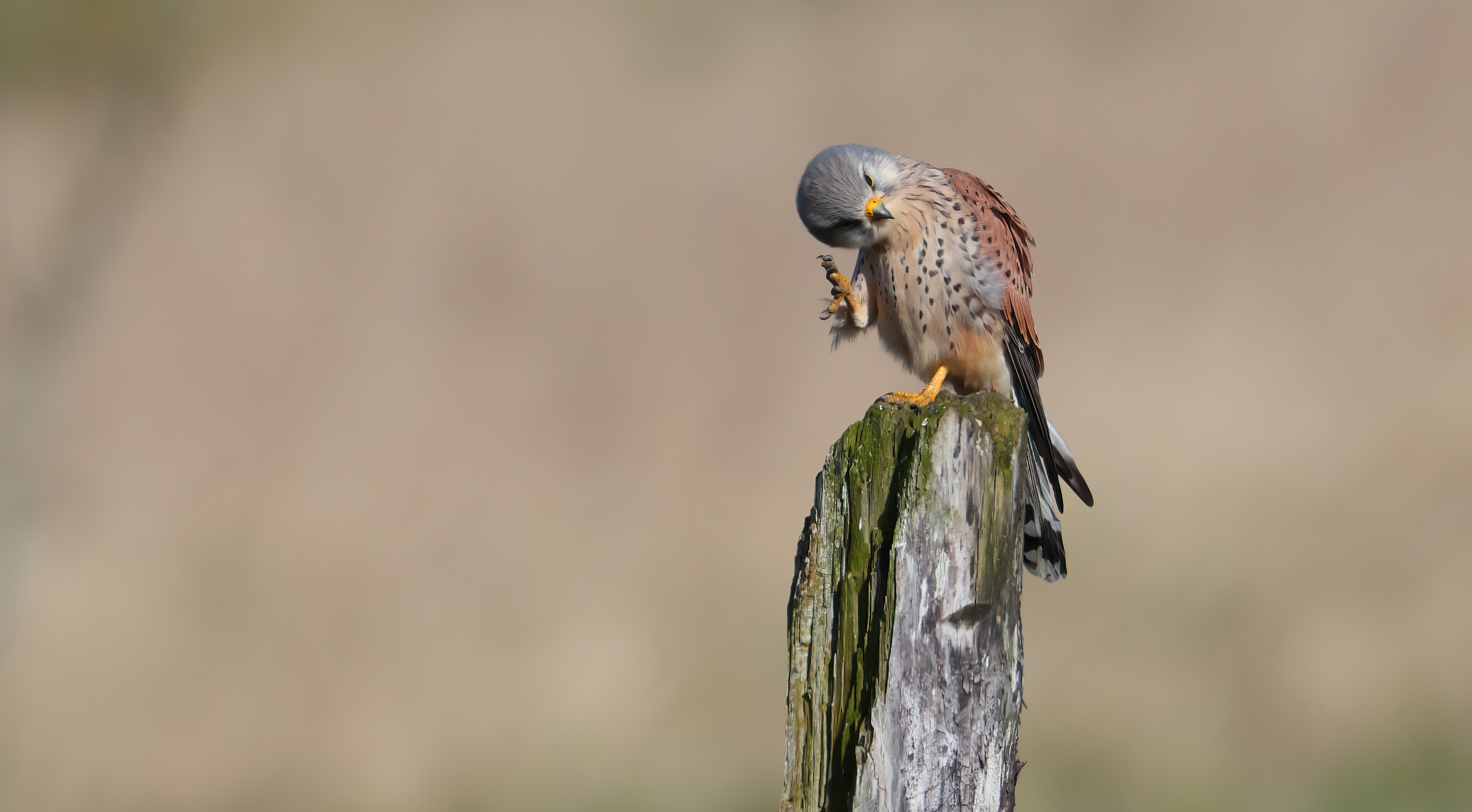 Common Kestrel by Glyn Sellors - BirdGuides