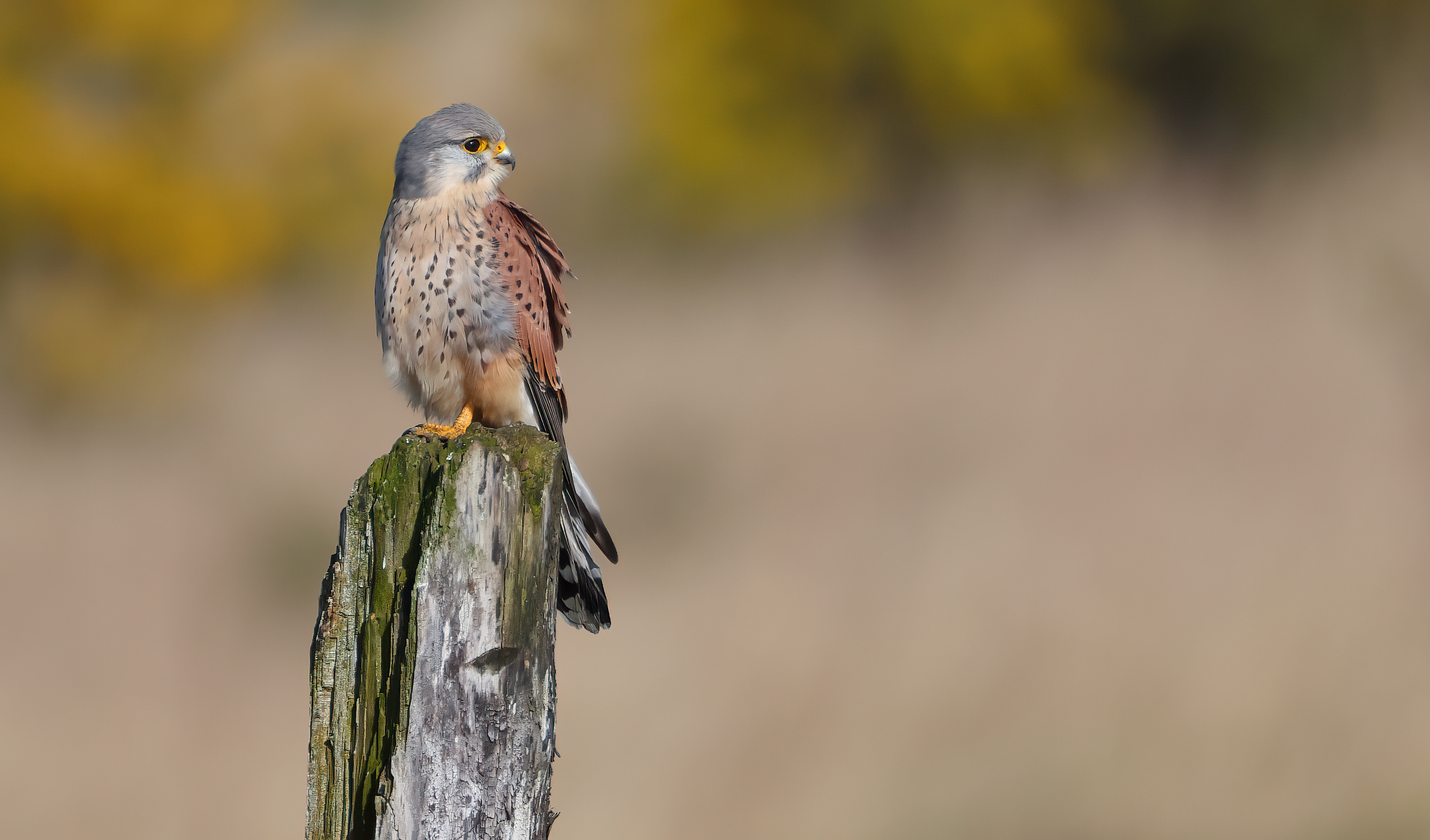 Common Kestrel by Glyn Sellors - BirdGuides