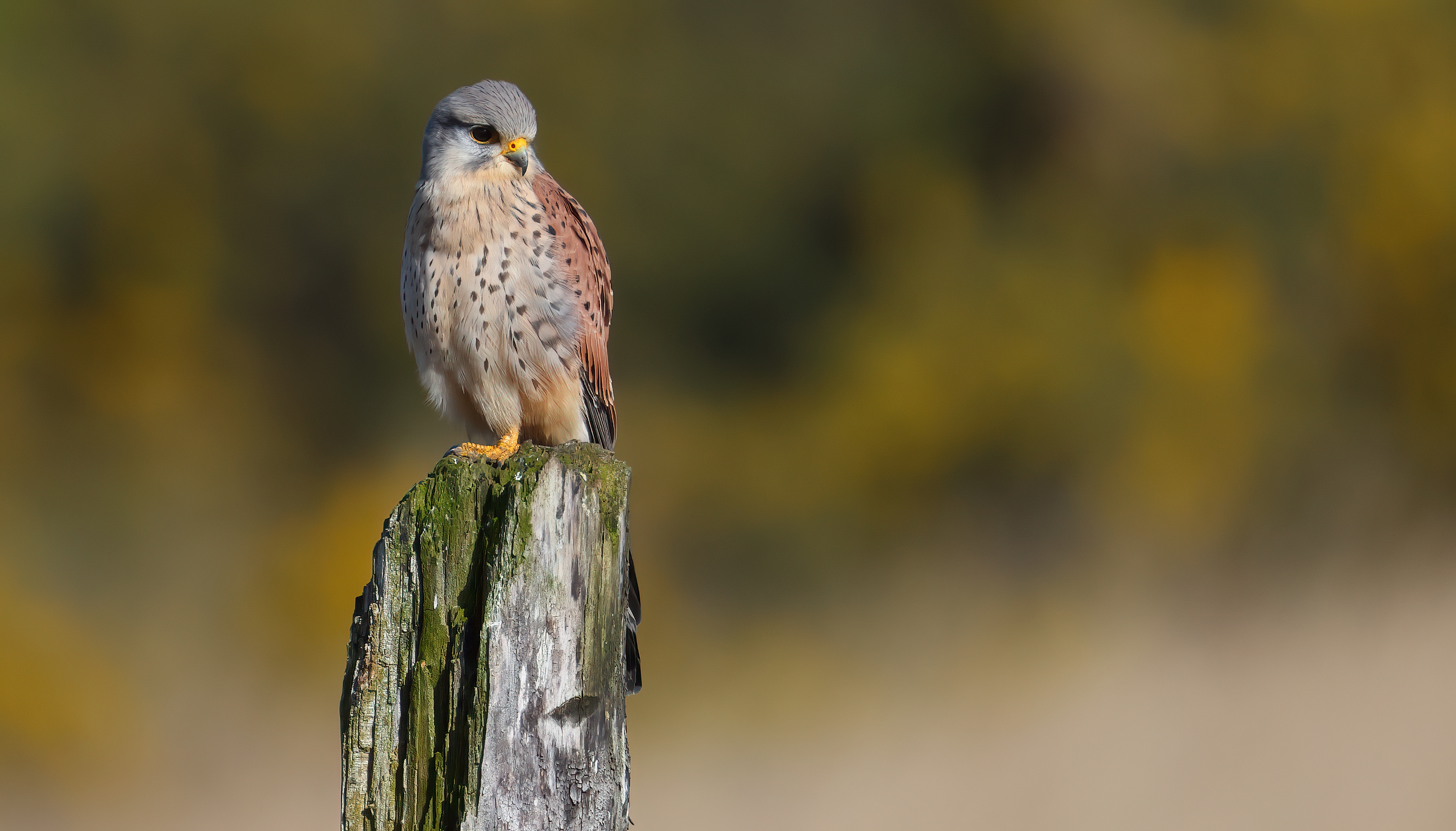 Common Kestrel by Glyn Sellors - BirdGuides