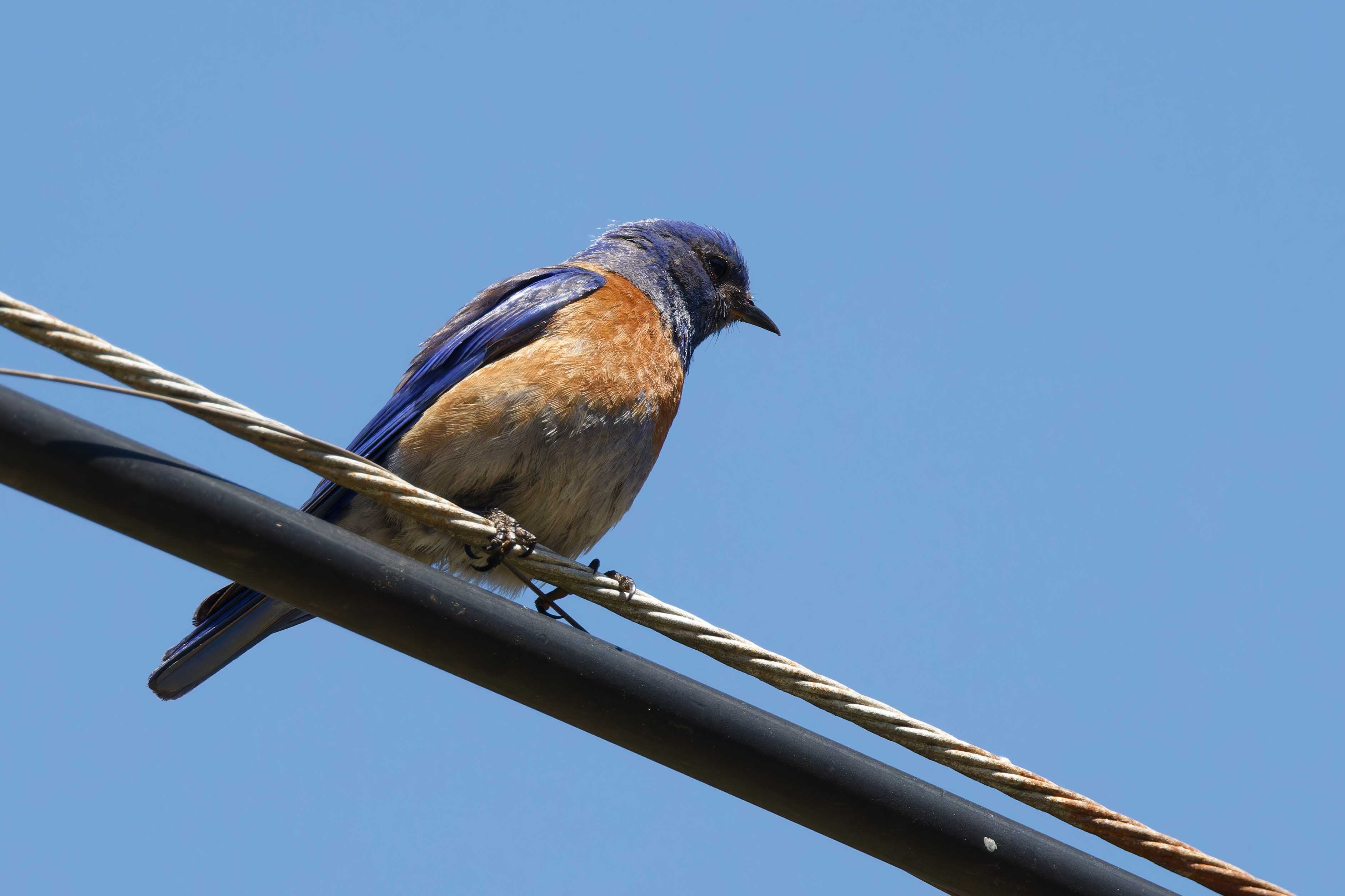 Western Bluebird by Matthew Mellor - BirdGuides