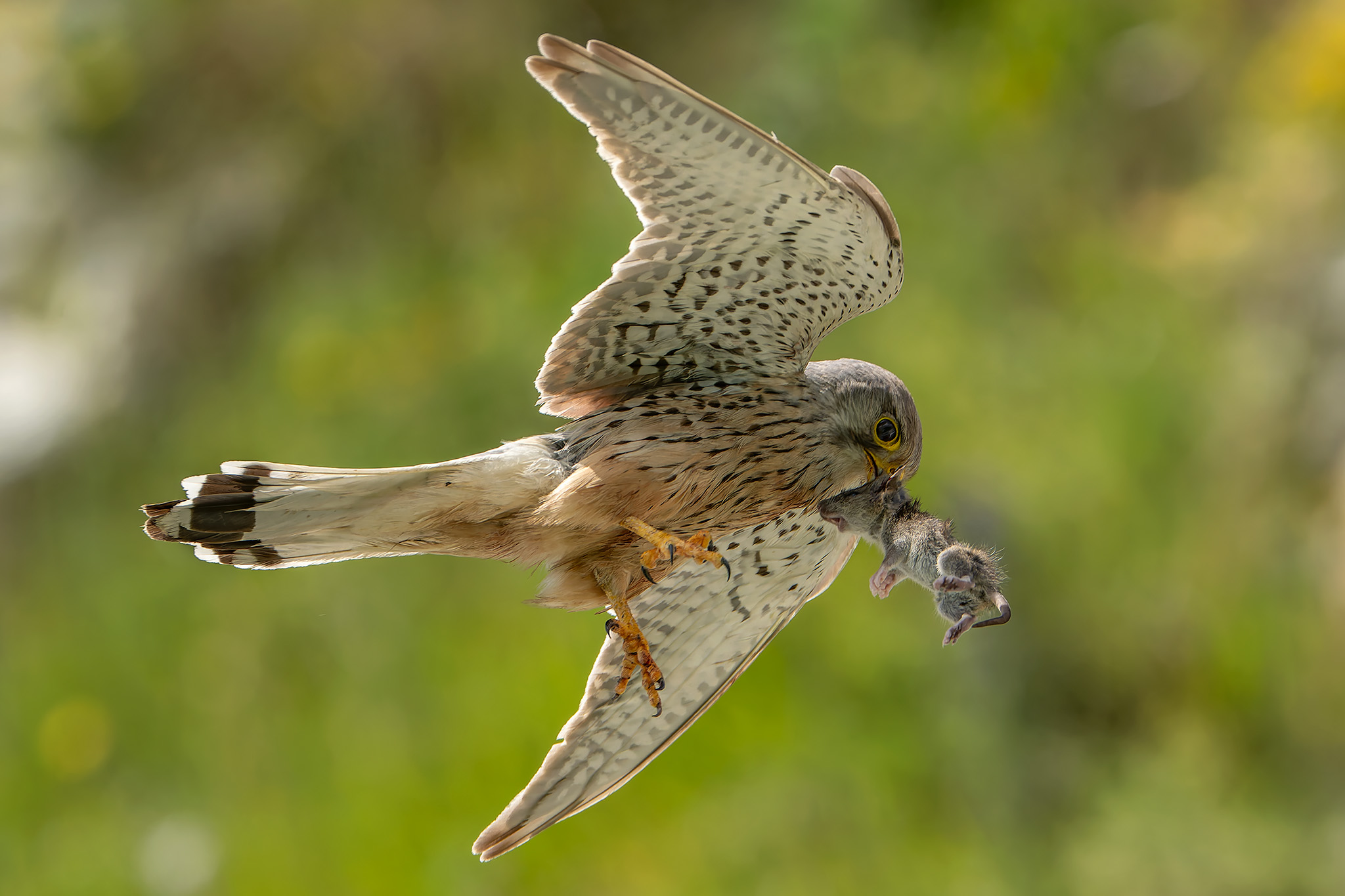 Common Kestrel by tony flashman - BirdGuides