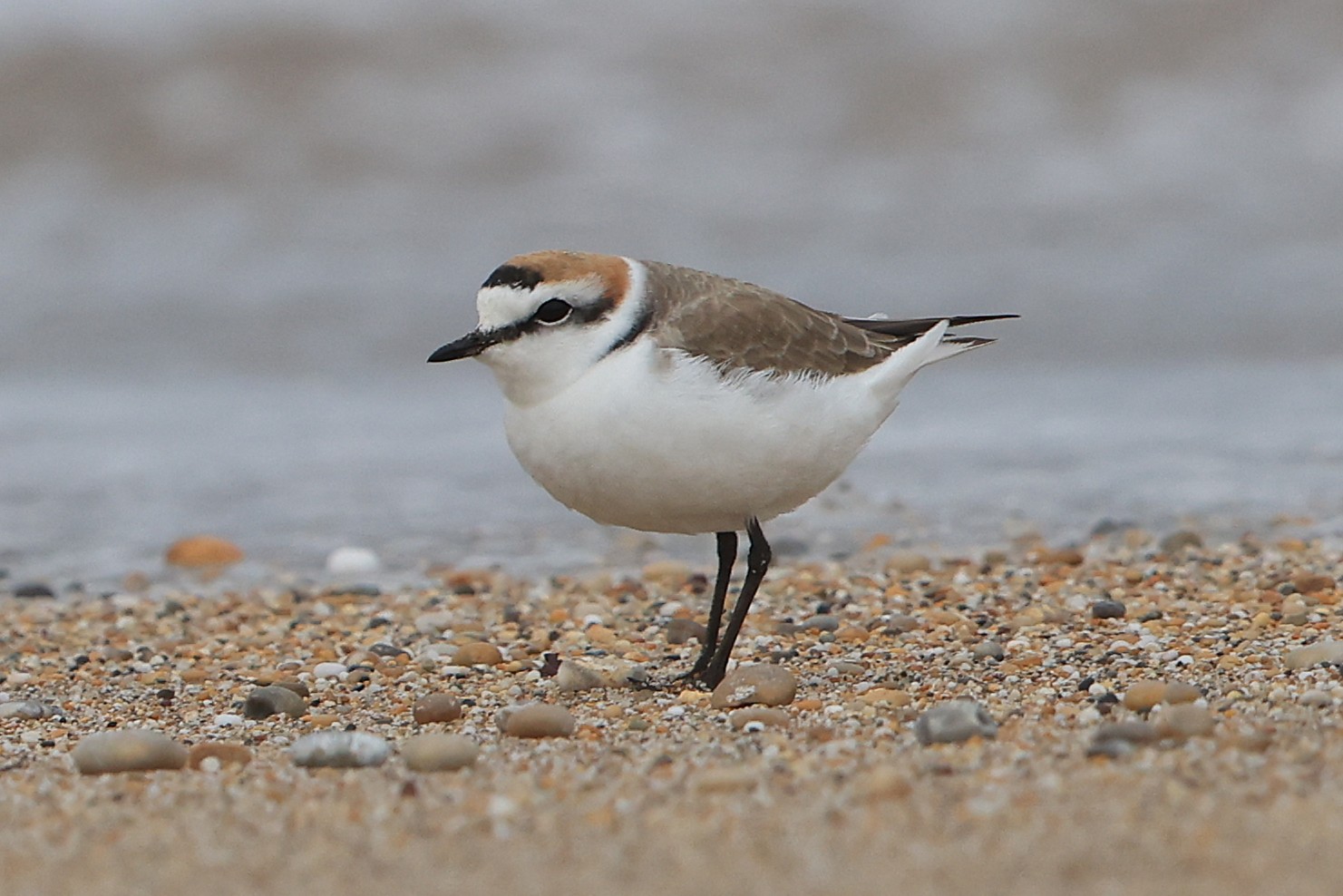 Kentish Plover by Adrian Lea - BirdGuides