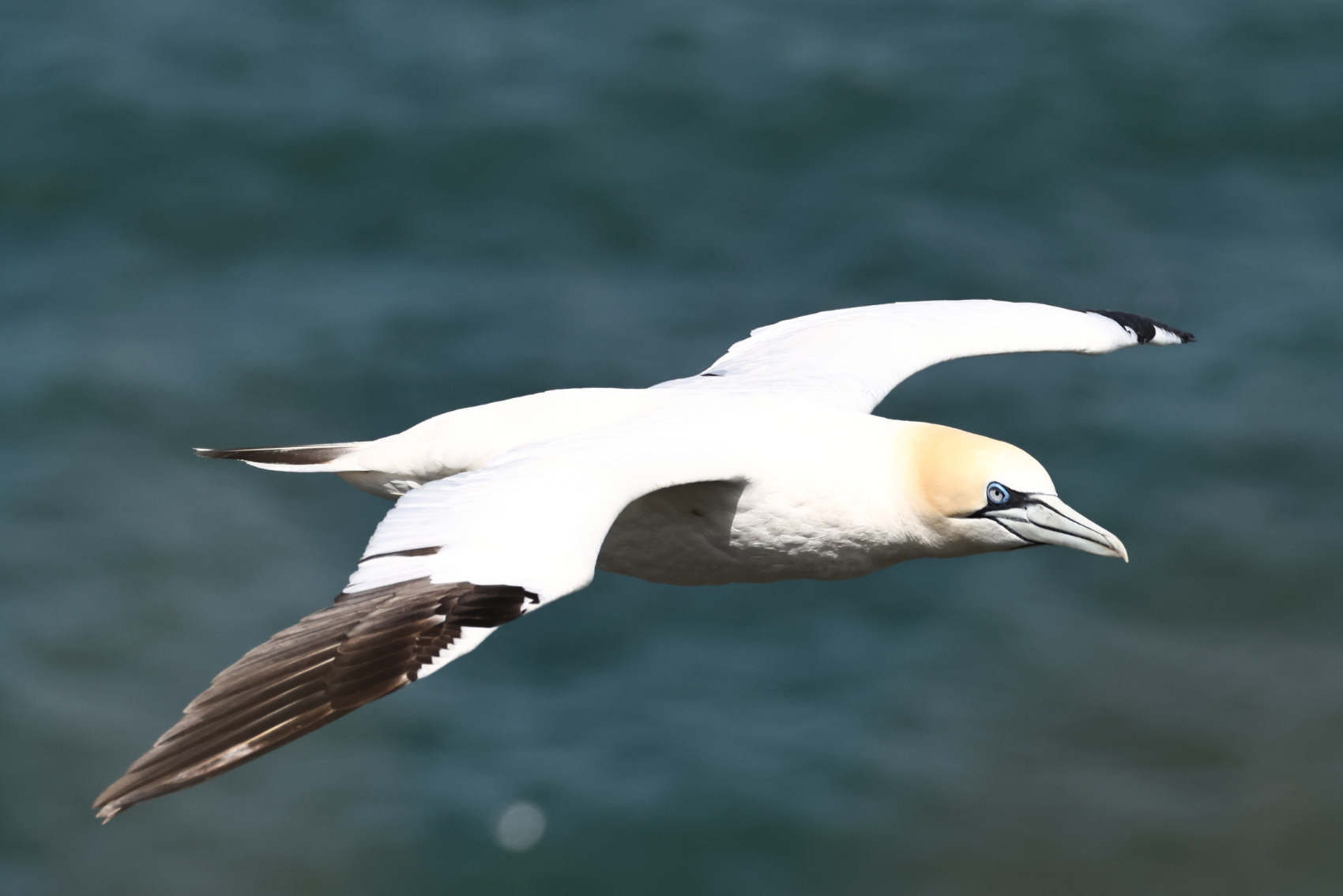 Northern Gannet by Chris Teague - BirdGuides
