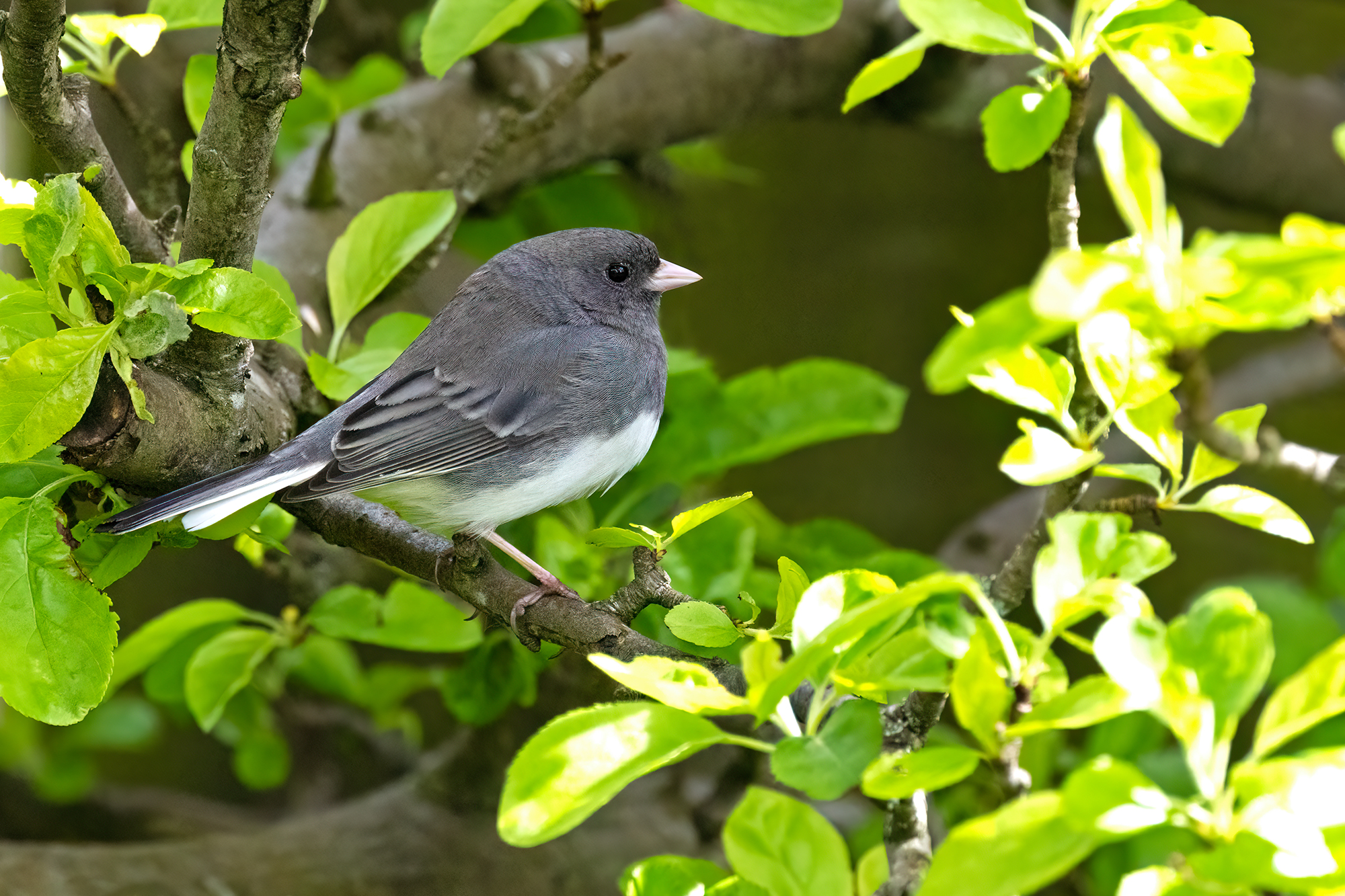 Dark-eyed Junco by Sam Viles - BirdGuides