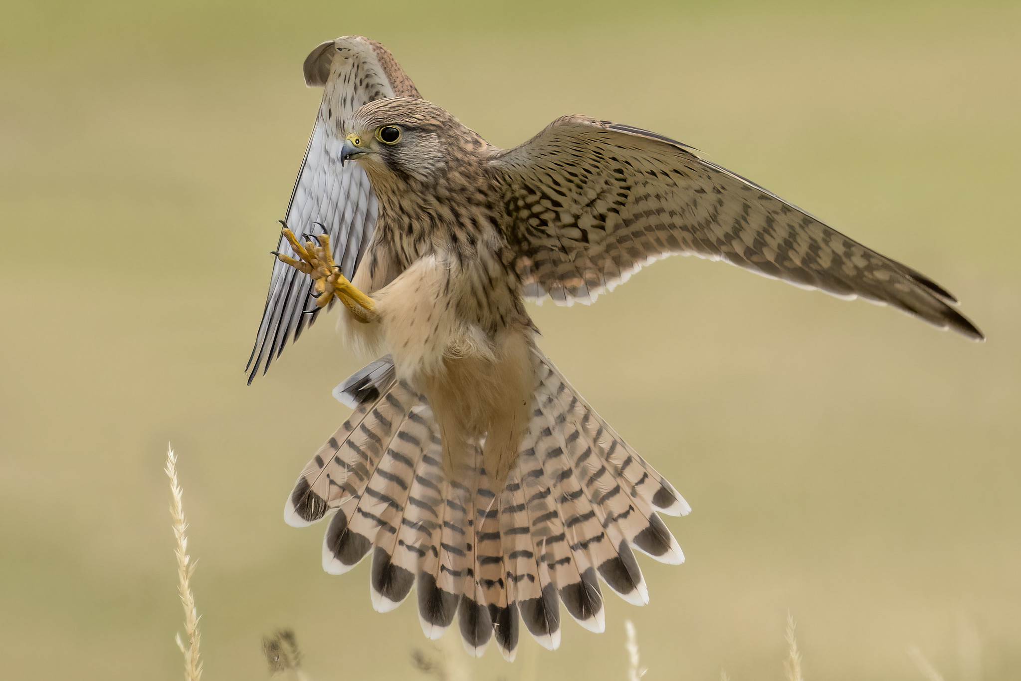 Common Kestrel by Robert Booth - BirdGuides