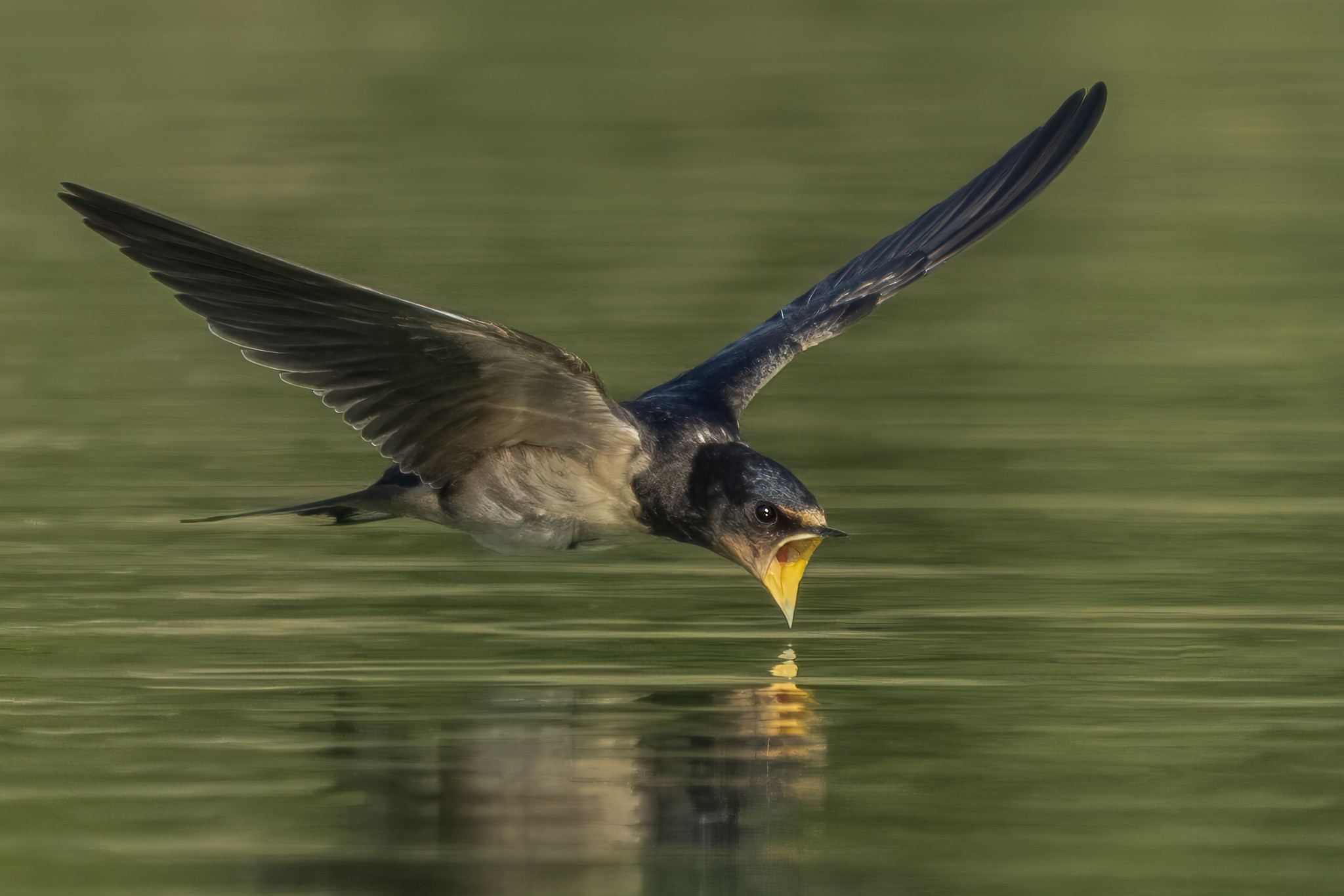 Swallow by Robert Booth - BirdGuides