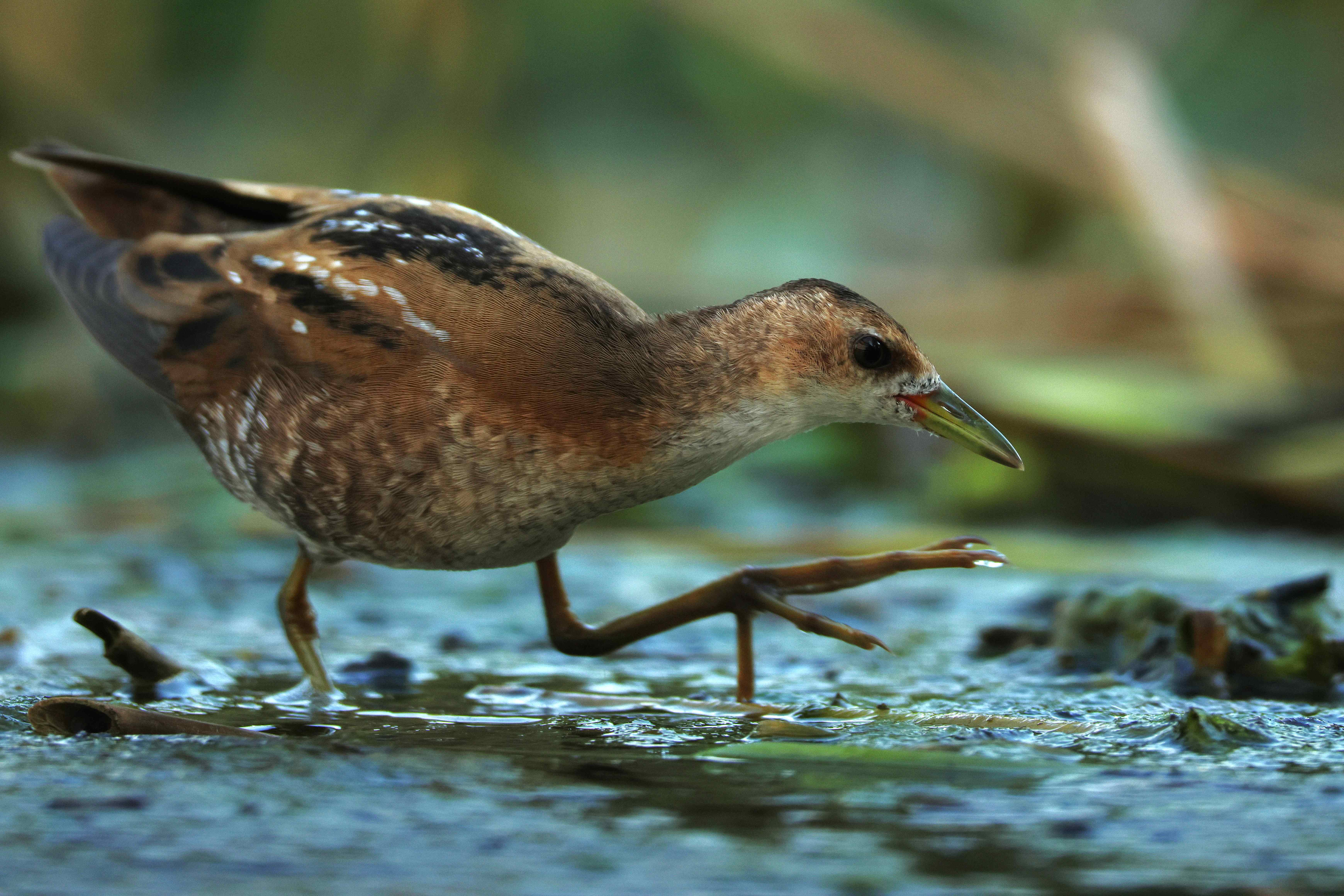 Little Crake by James Robinson - BirdGuides