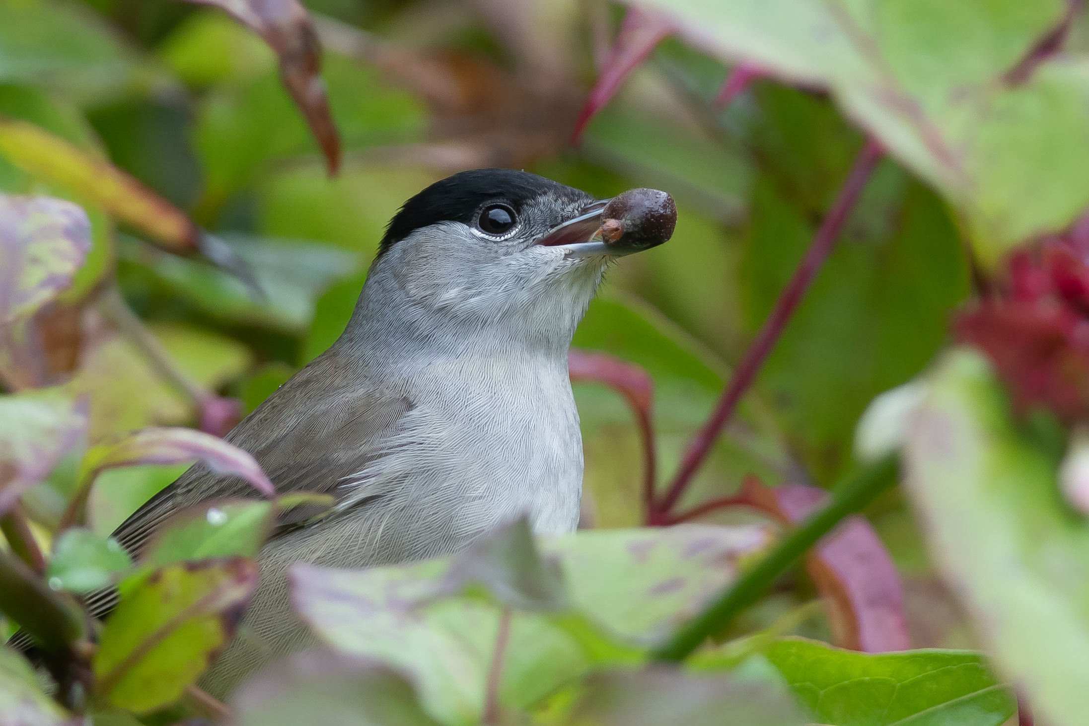 Blackcap by David Gardiner - BirdGuides