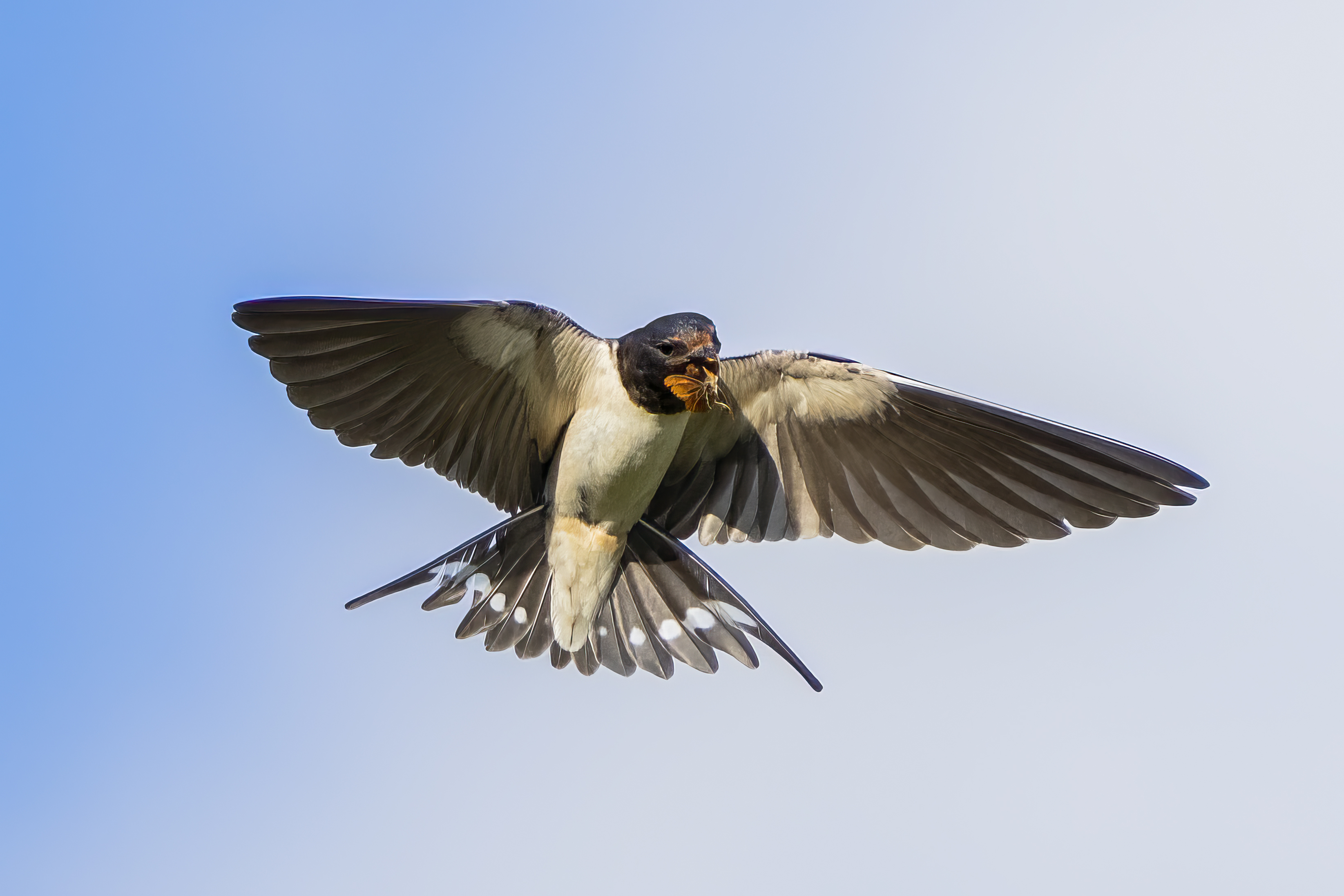 Swallow by Robert Booth - BirdGuides