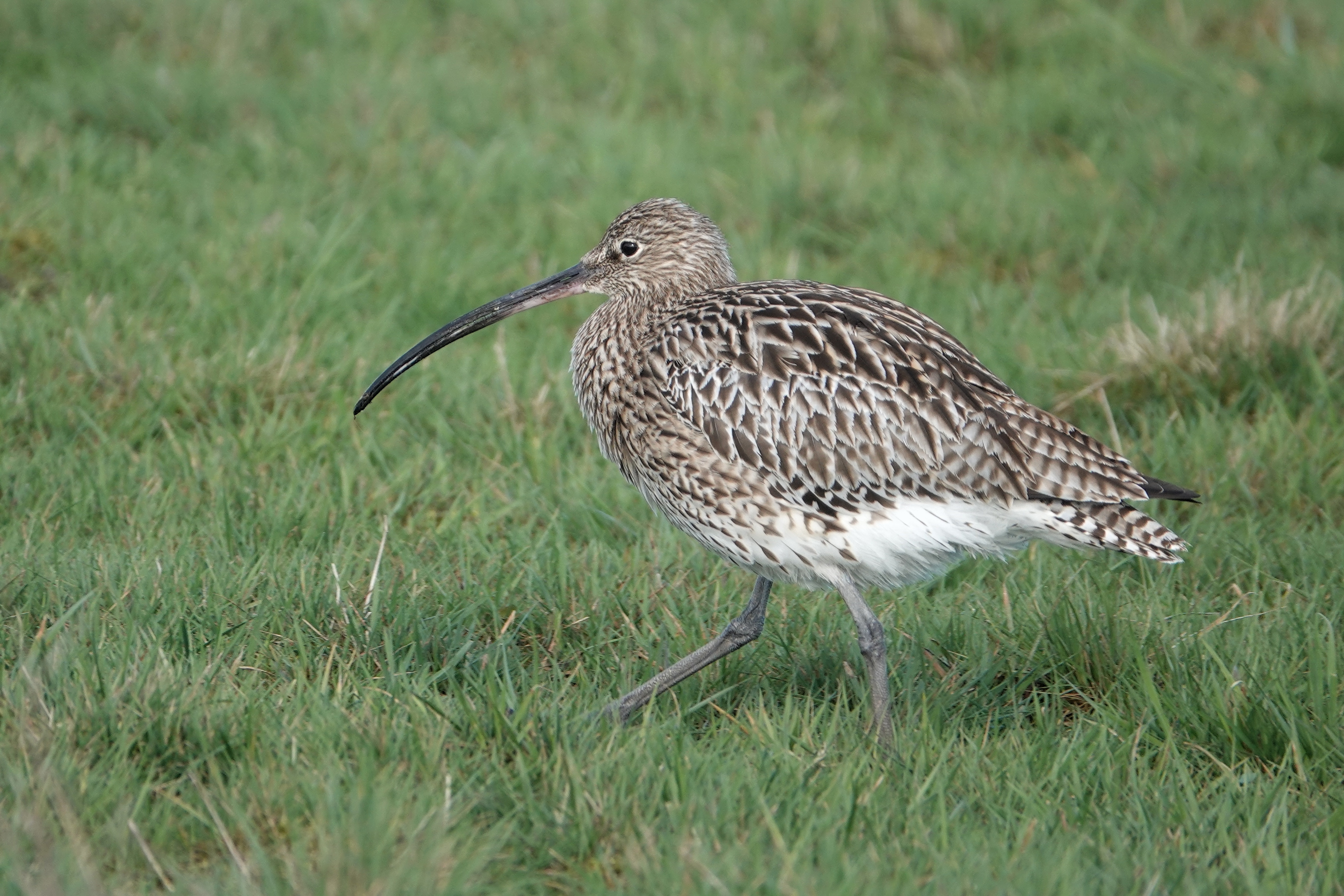 Website launched to track curlew movements - BirdGuides