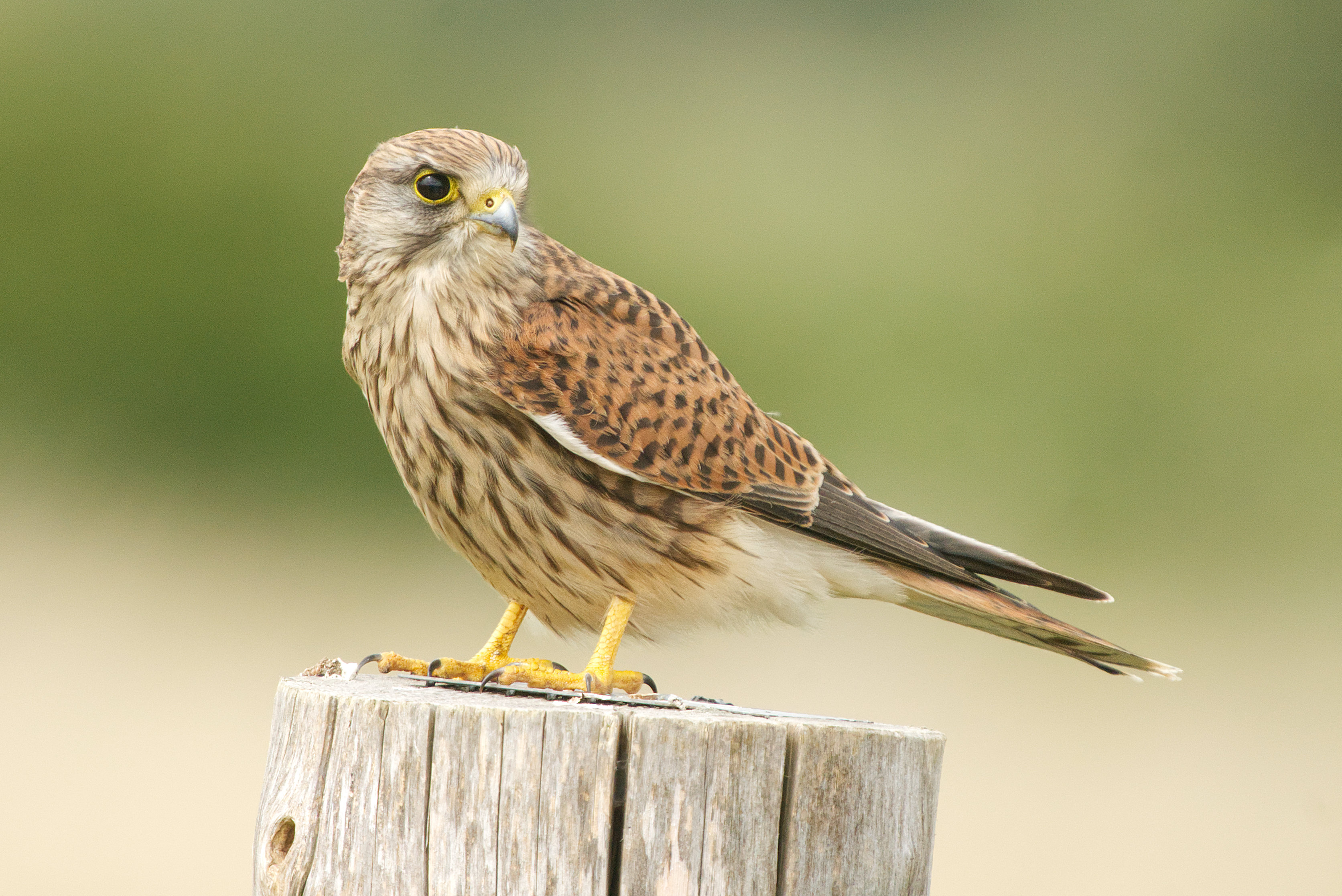 Common Kestrel by Jonathan Bull - BirdGuides