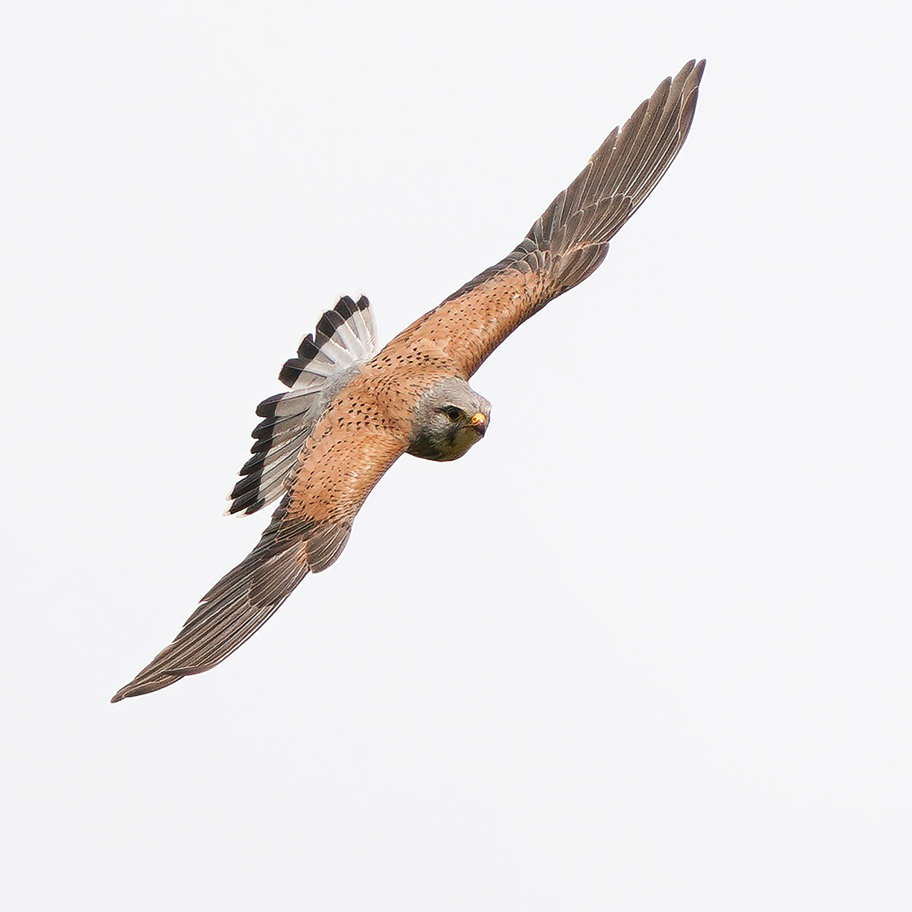 Common Kestrel by Simon Richardson - BirdGuides