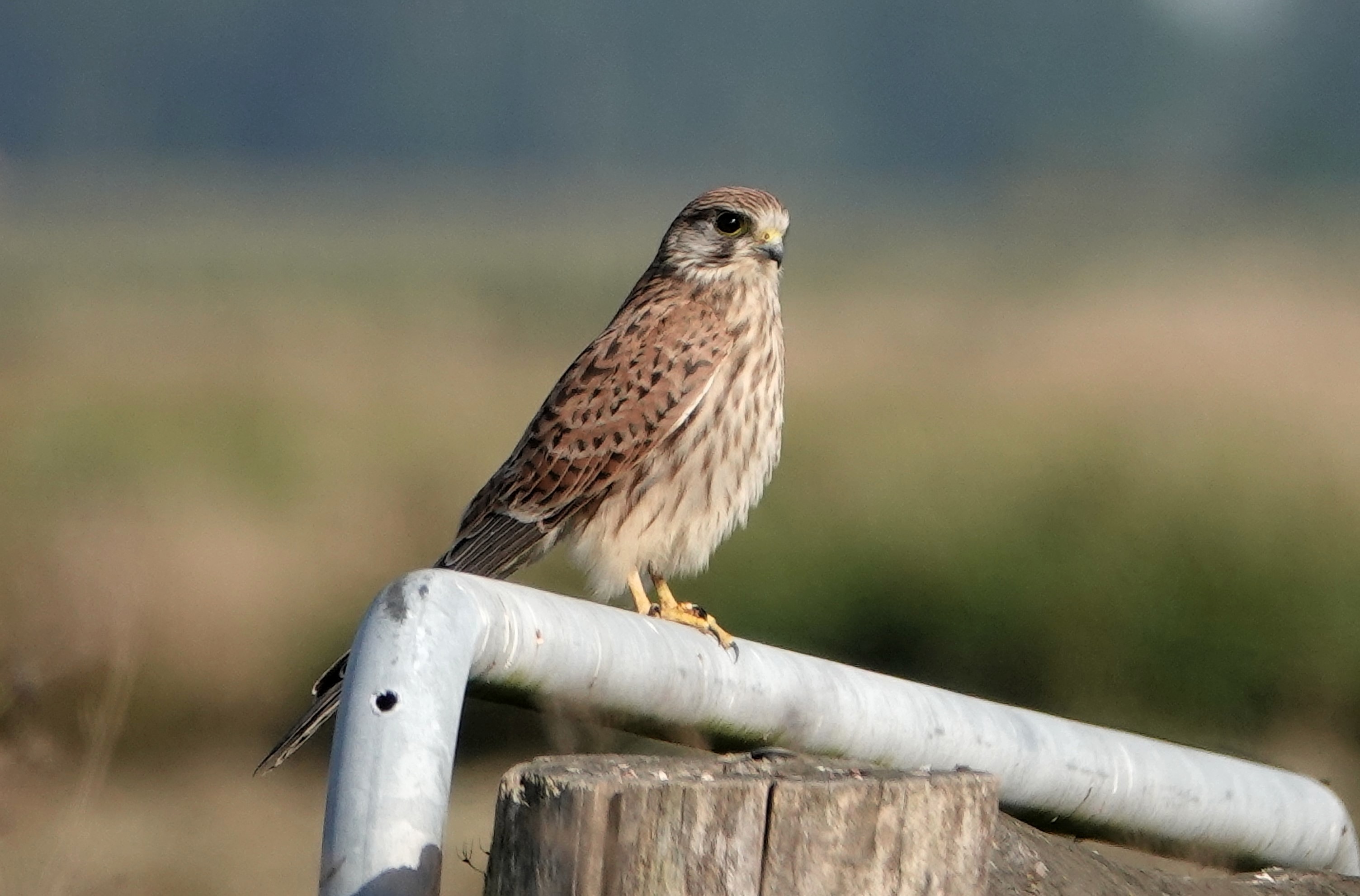 Common Kestrel by Walter Schulenburg - BirdGuides