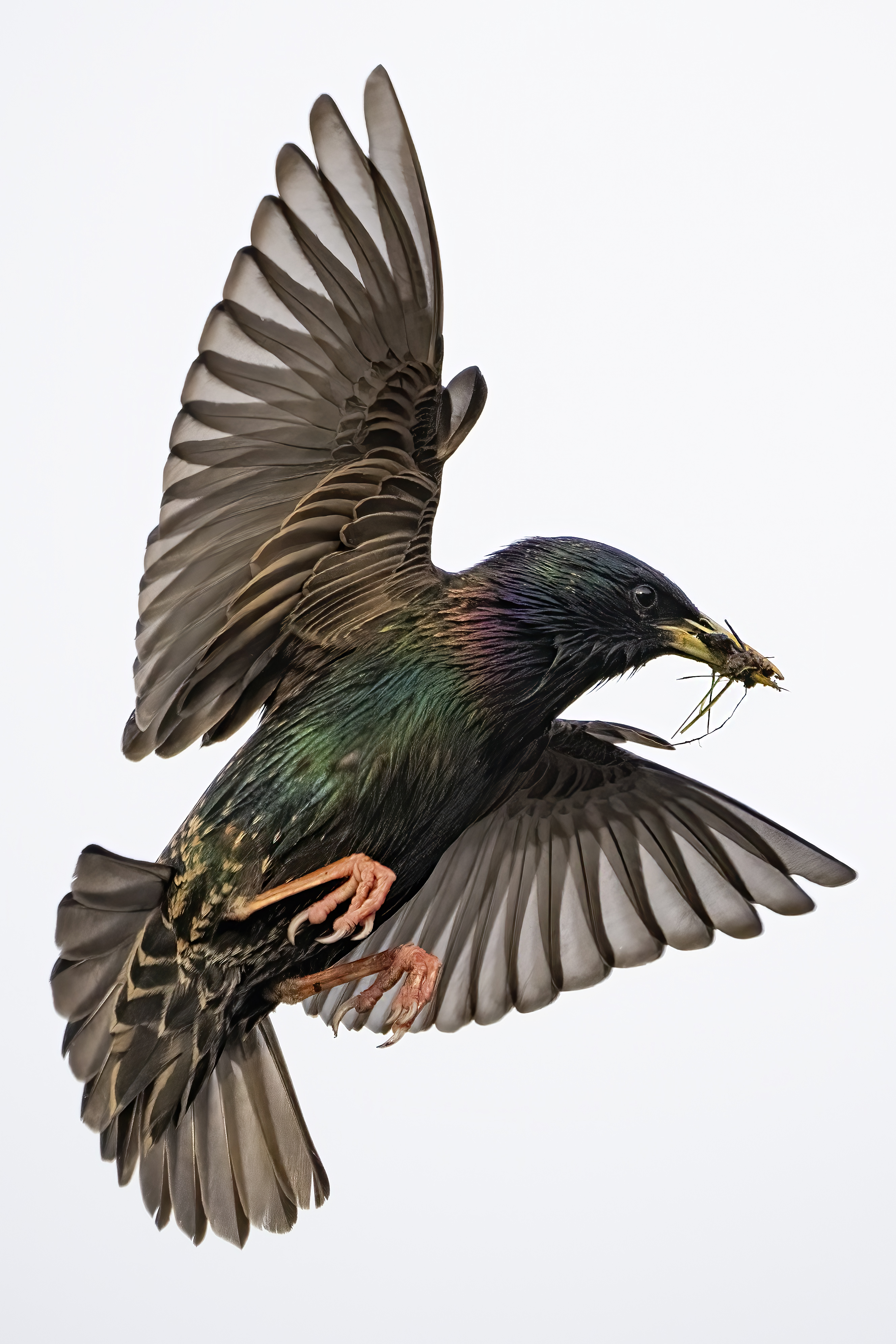 Common Starling by Robert Booth - BirdGuides