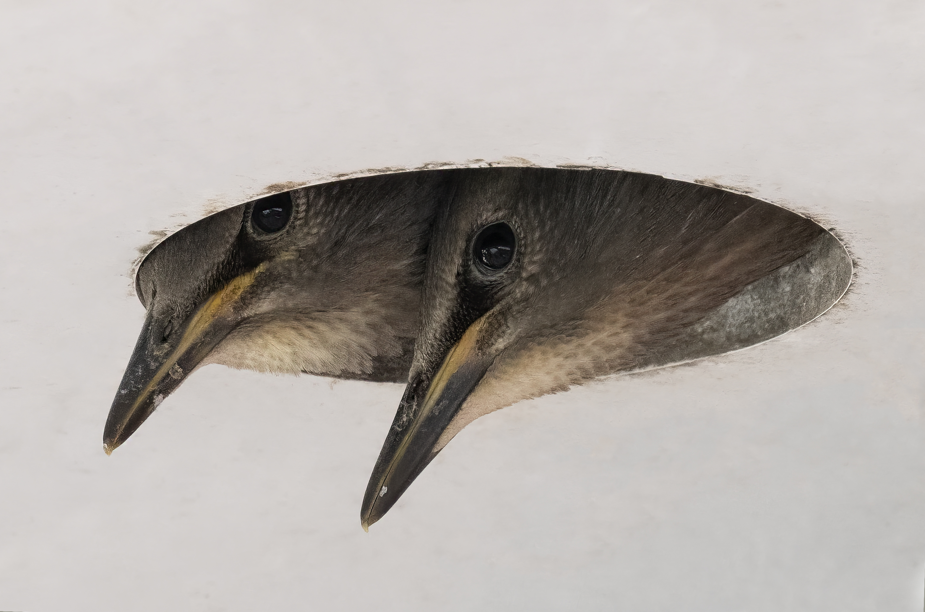 Common Starling by Robert Booth - BirdGuides