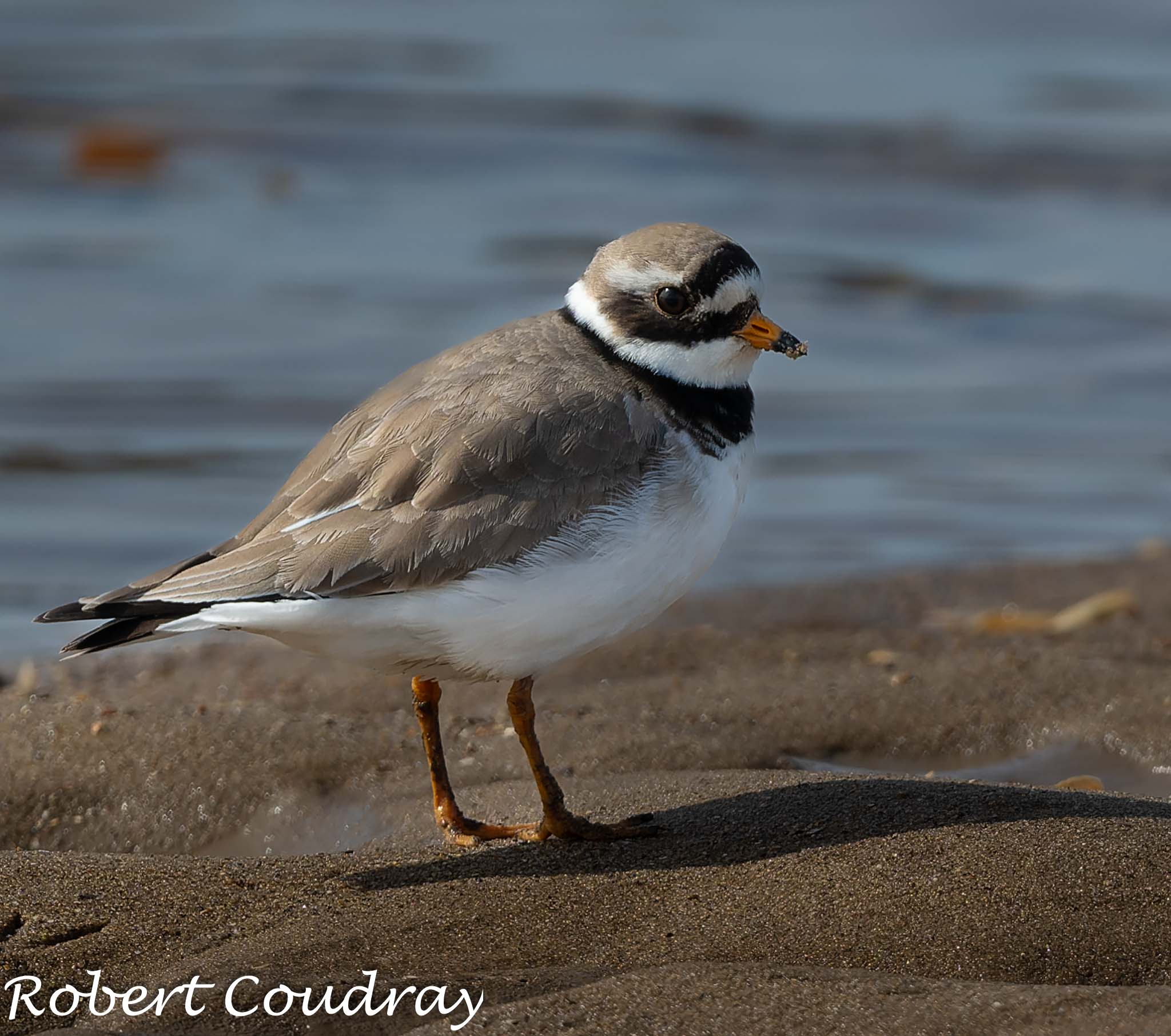 Ringed Plover by R Coudray - BirdGuides