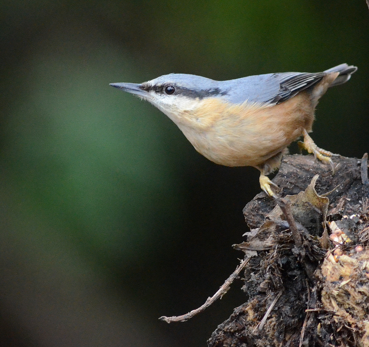 Eurasian Nuthatch by Joe Graham - BirdGuides
