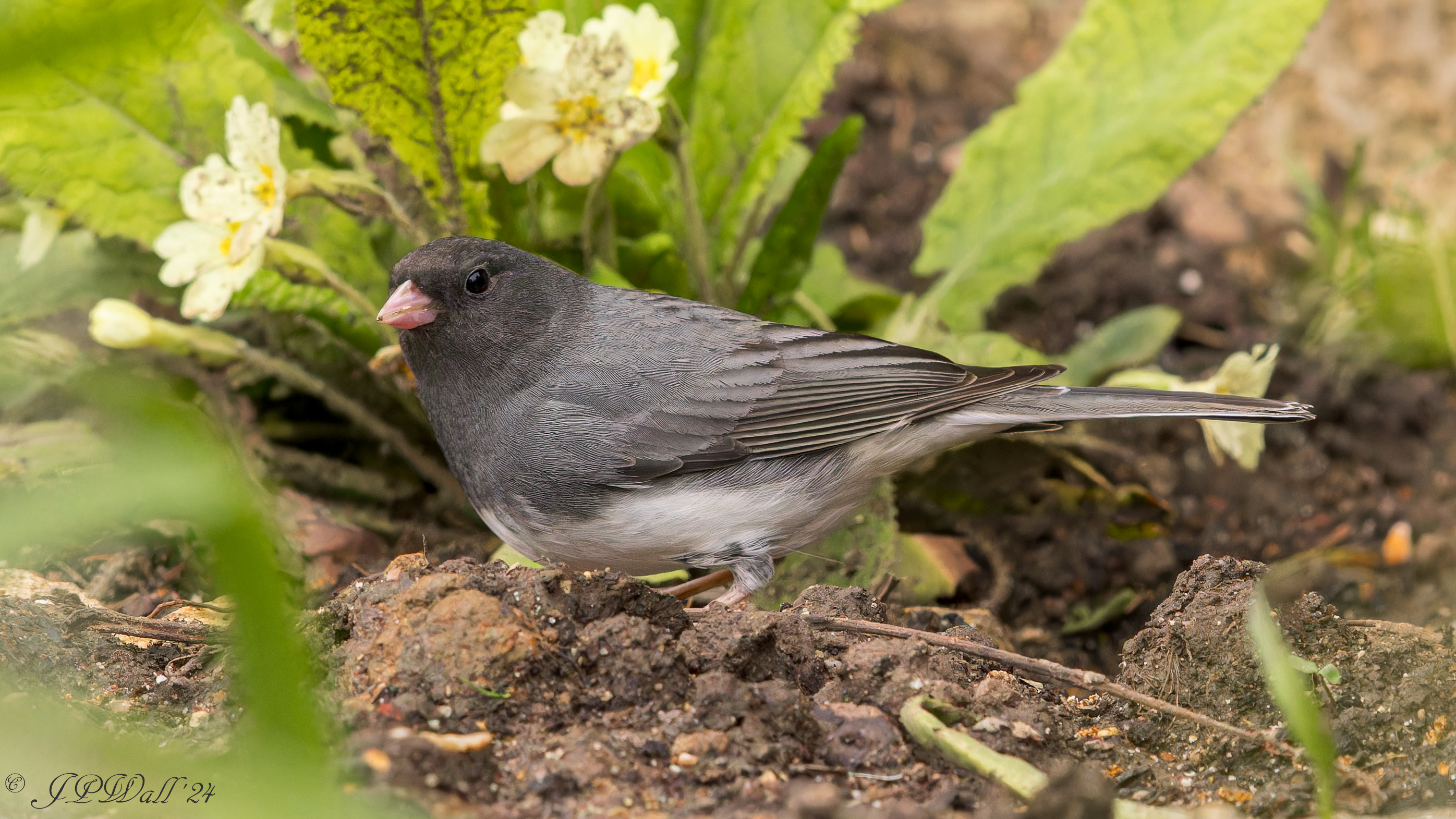 Dark-eyed Junco by John Wall - BirdGuides