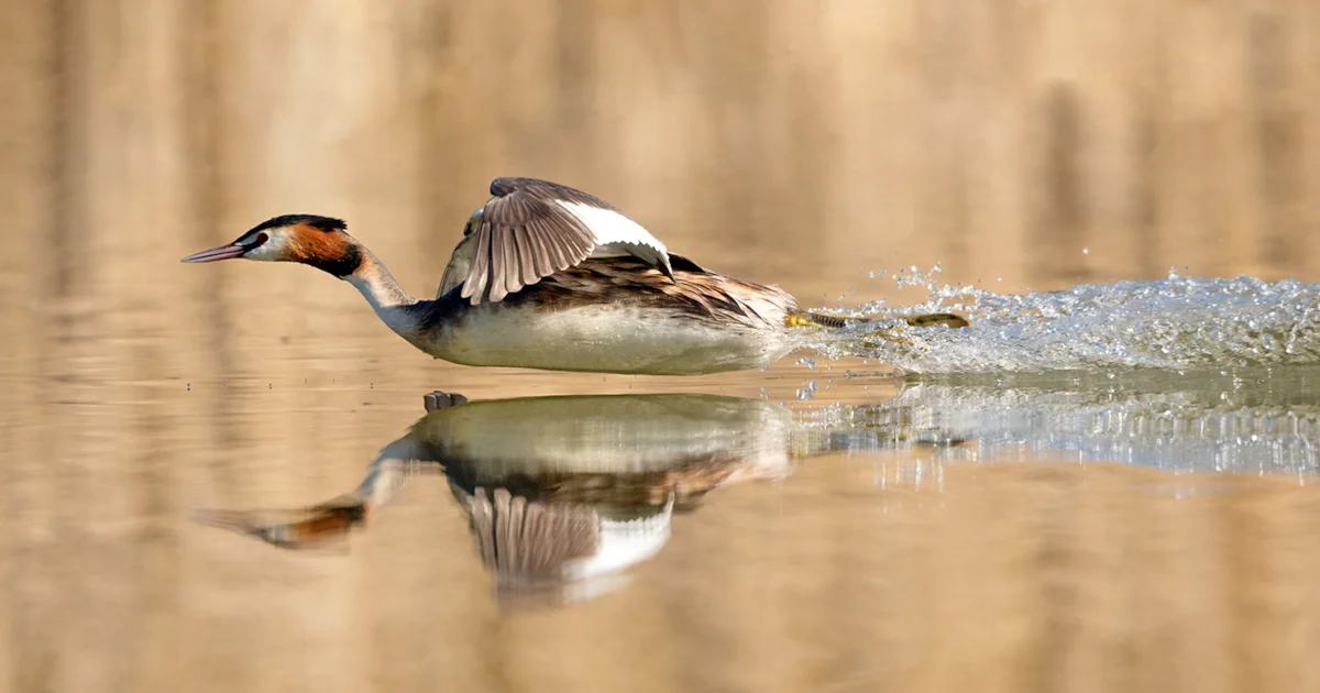 Photo of the Week: 3-9 March 2025 - BirdGuides Photo of the Week: 3-9 March 2025 - BirdGuides