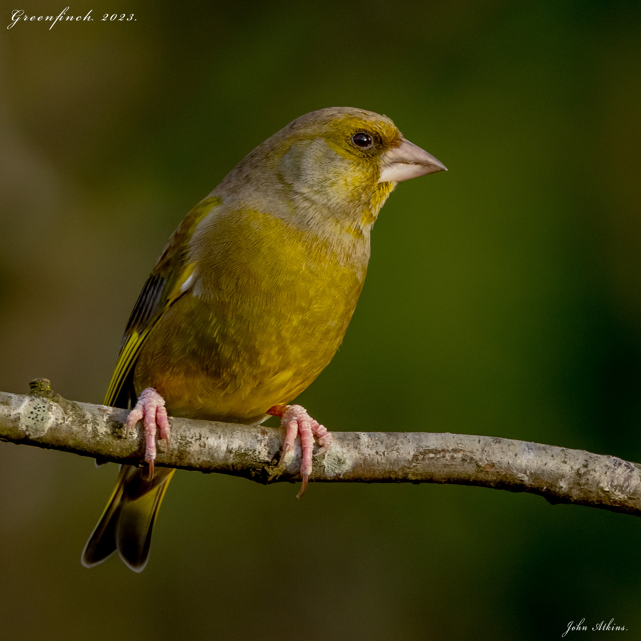 Greenfinch by John Atkins - BirdGuides