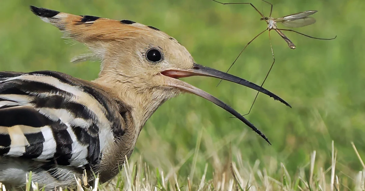 Photo of the Week: 7-13 October 2024 - BirdGuides Photo of the Week: 7-13 October 2024 - BirdGuides