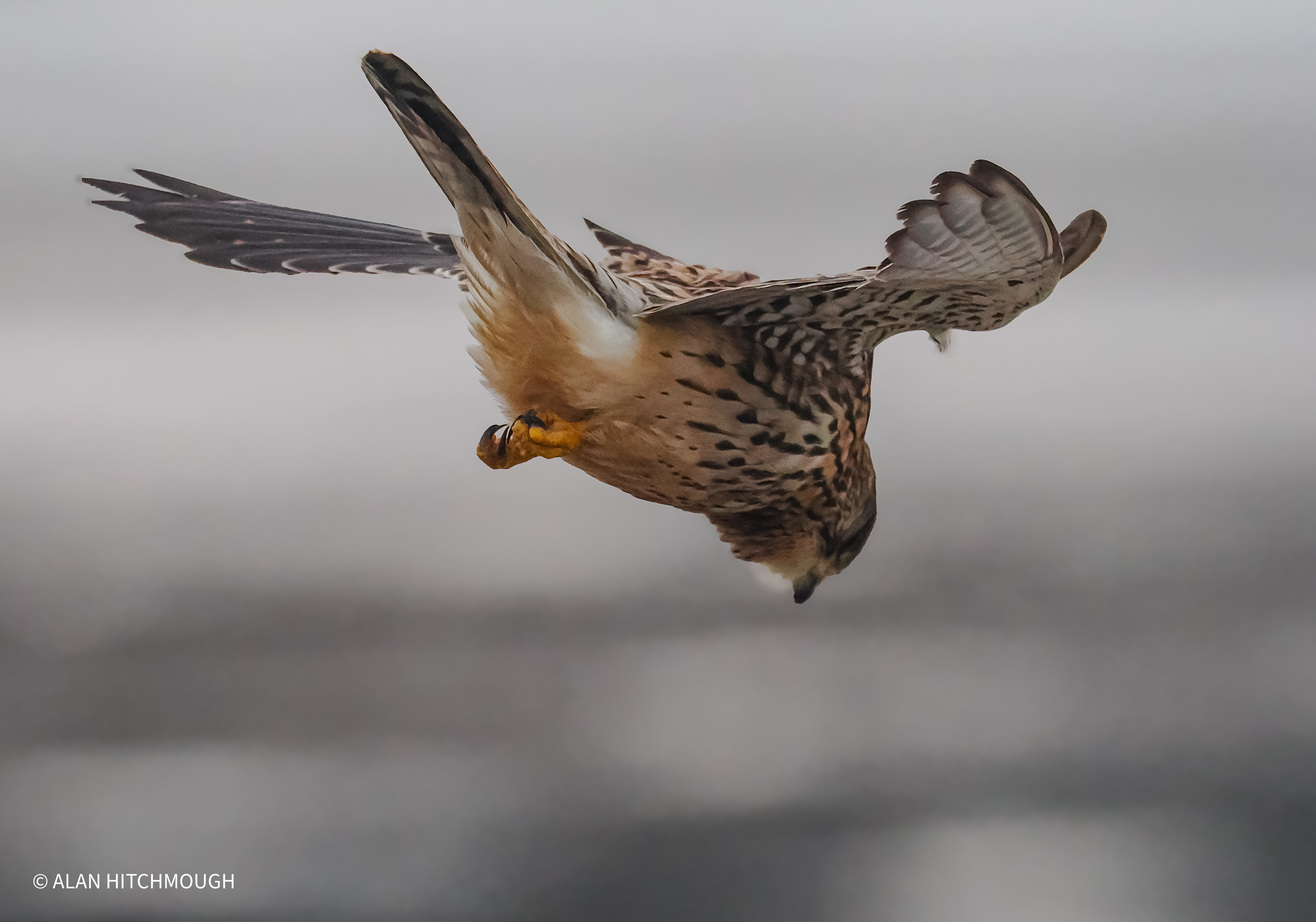 Common Kestrel by Alan Hitchmough - BirdGuides