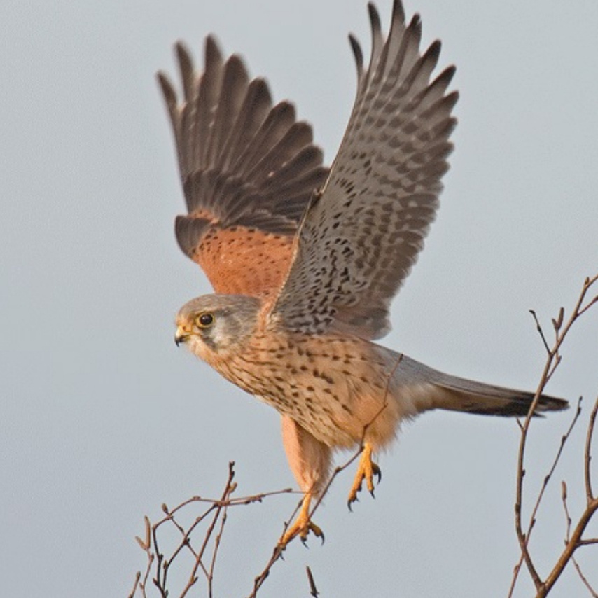 Common Kestrel by Malcolm Richings - BirdGuides
