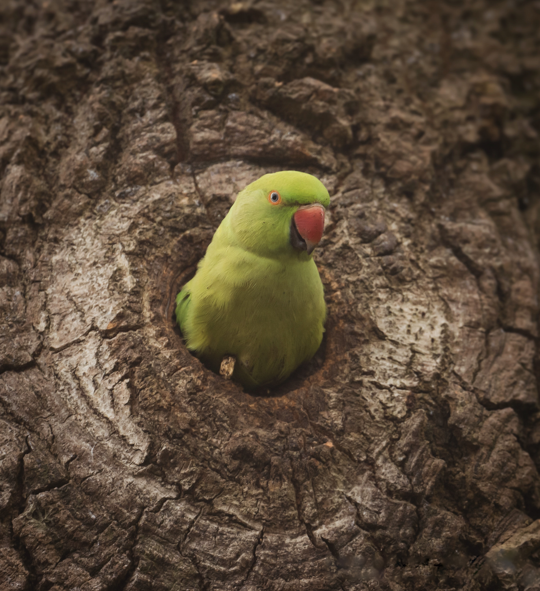 Ring-necked Parakeet by Steven Fryer - BirdGuides