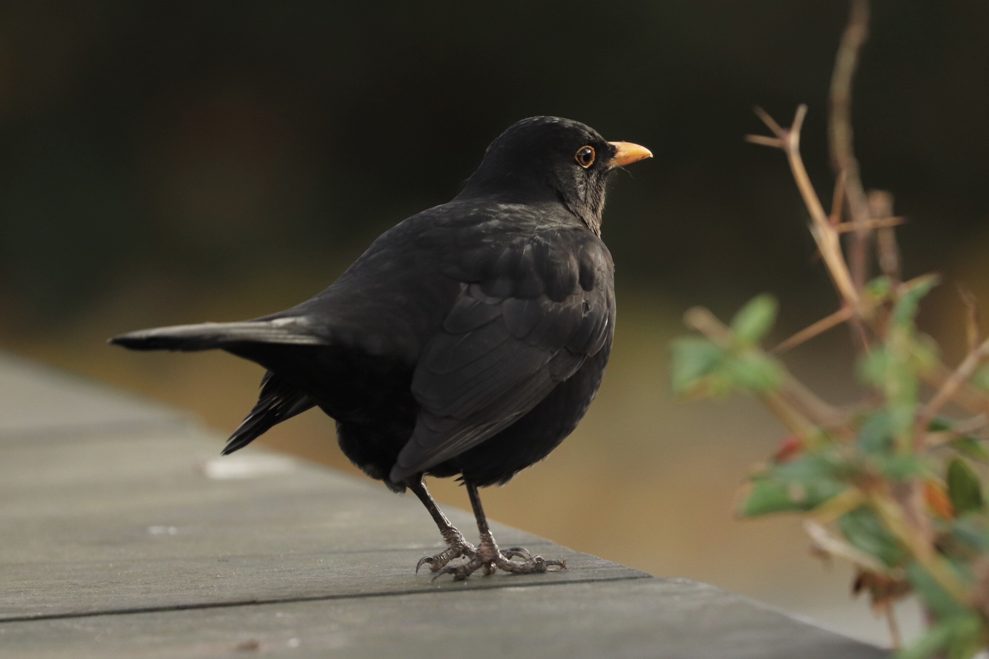Blackbird by Daniel Bell - BirdGuides