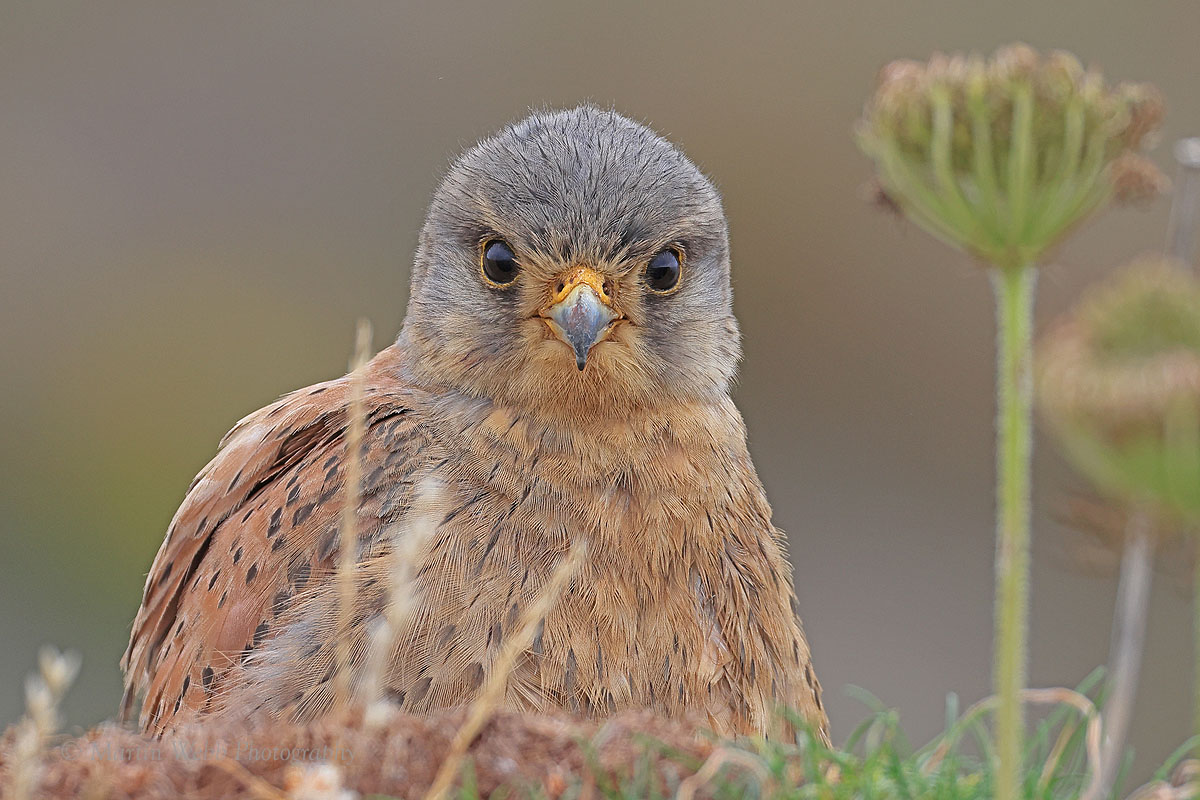 Common Kestrel by Martin Webb - BirdGuides