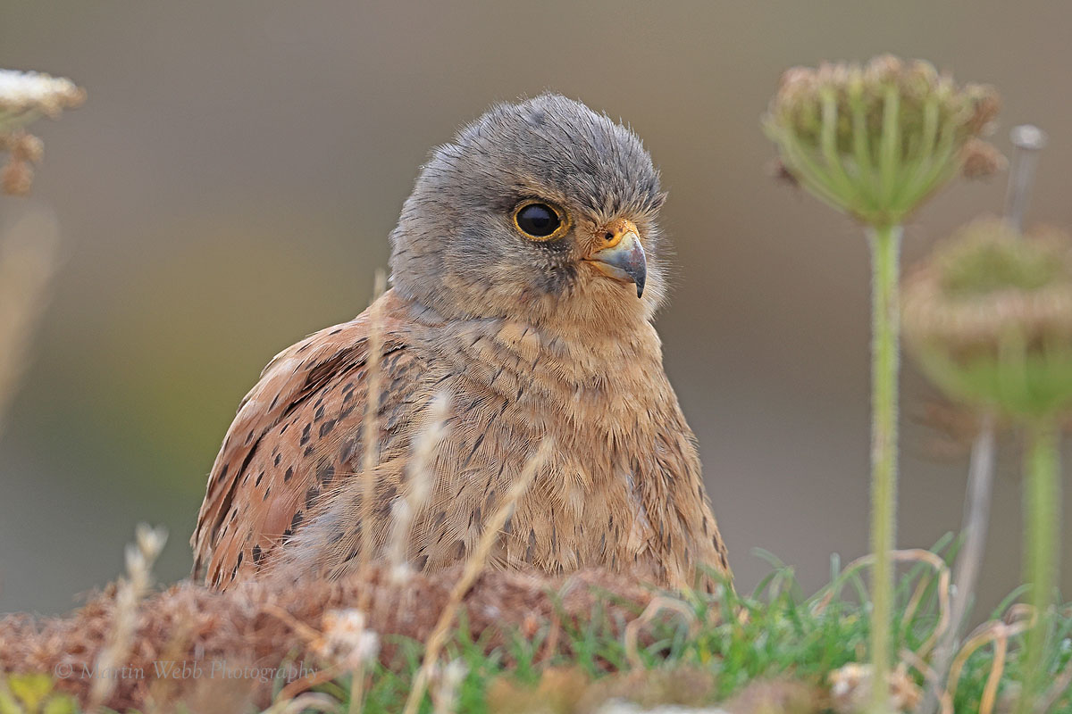 Common Kestrel by Martin Webb - BirdGuides