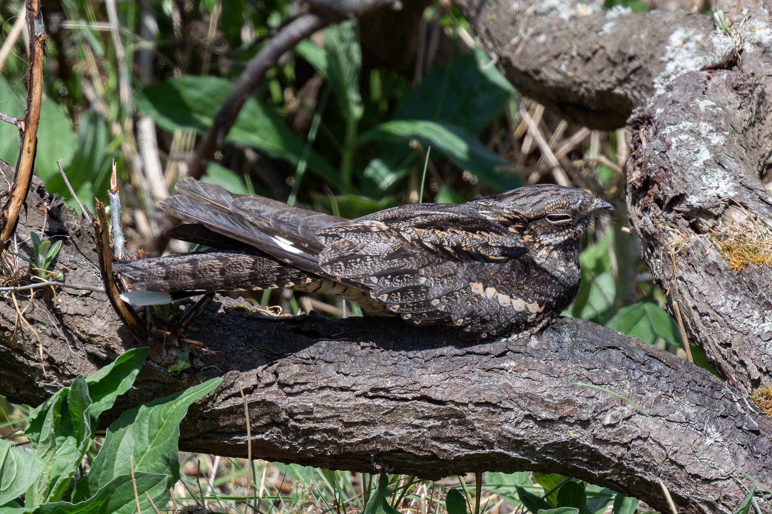 European Nightjar by Ian Smith - BirdGuides