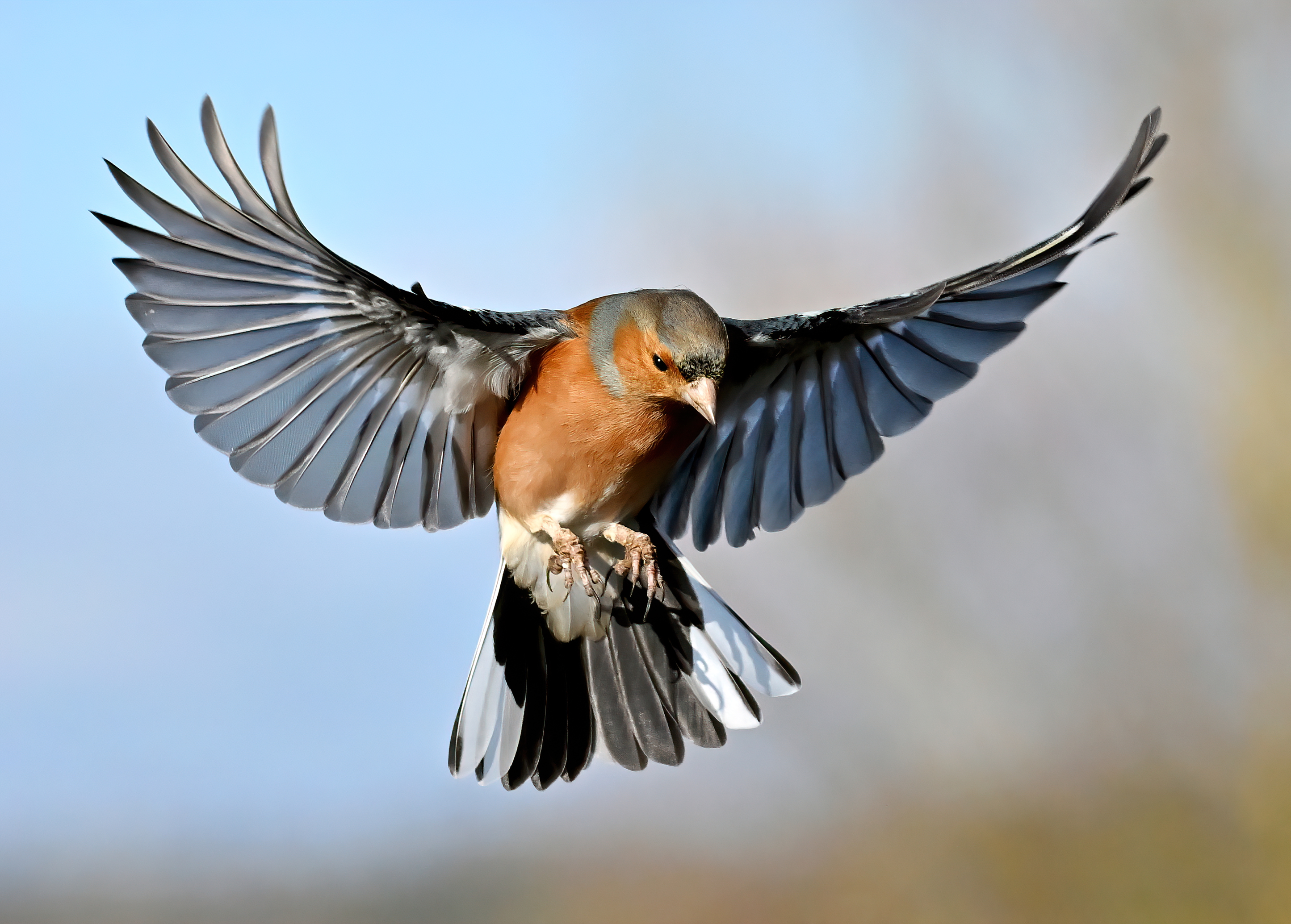 Chaffinch by Carl Bovis - BirdGuides