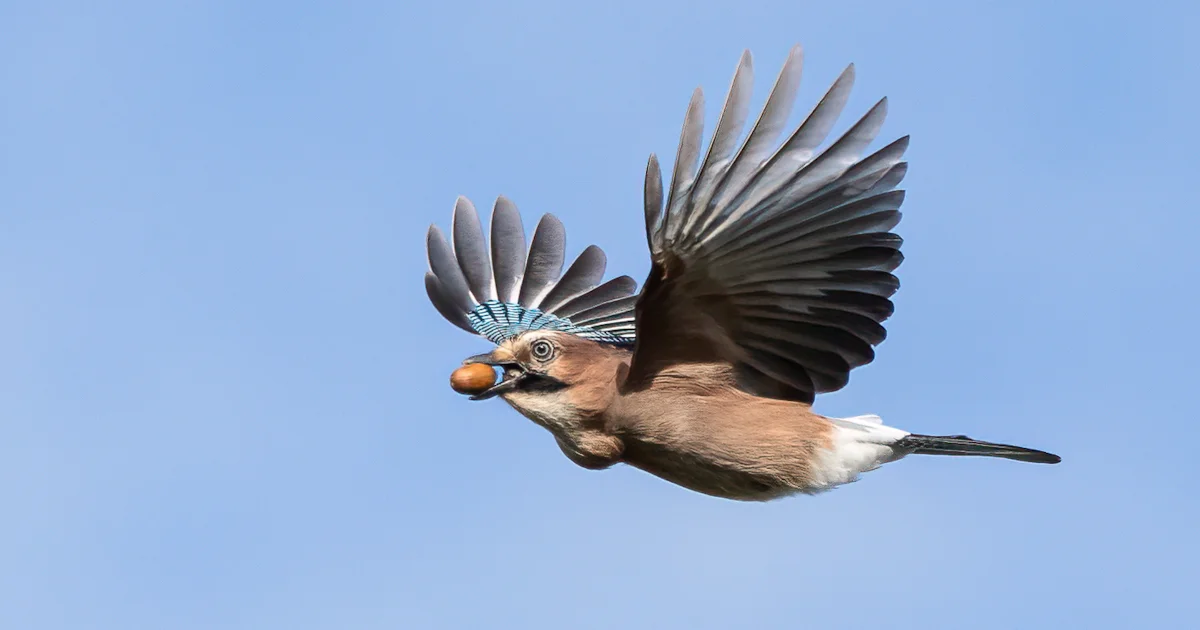 Intelligent Jays have better self-control - BirdGuides Intelligent Jays have better self-control - BirdGuides