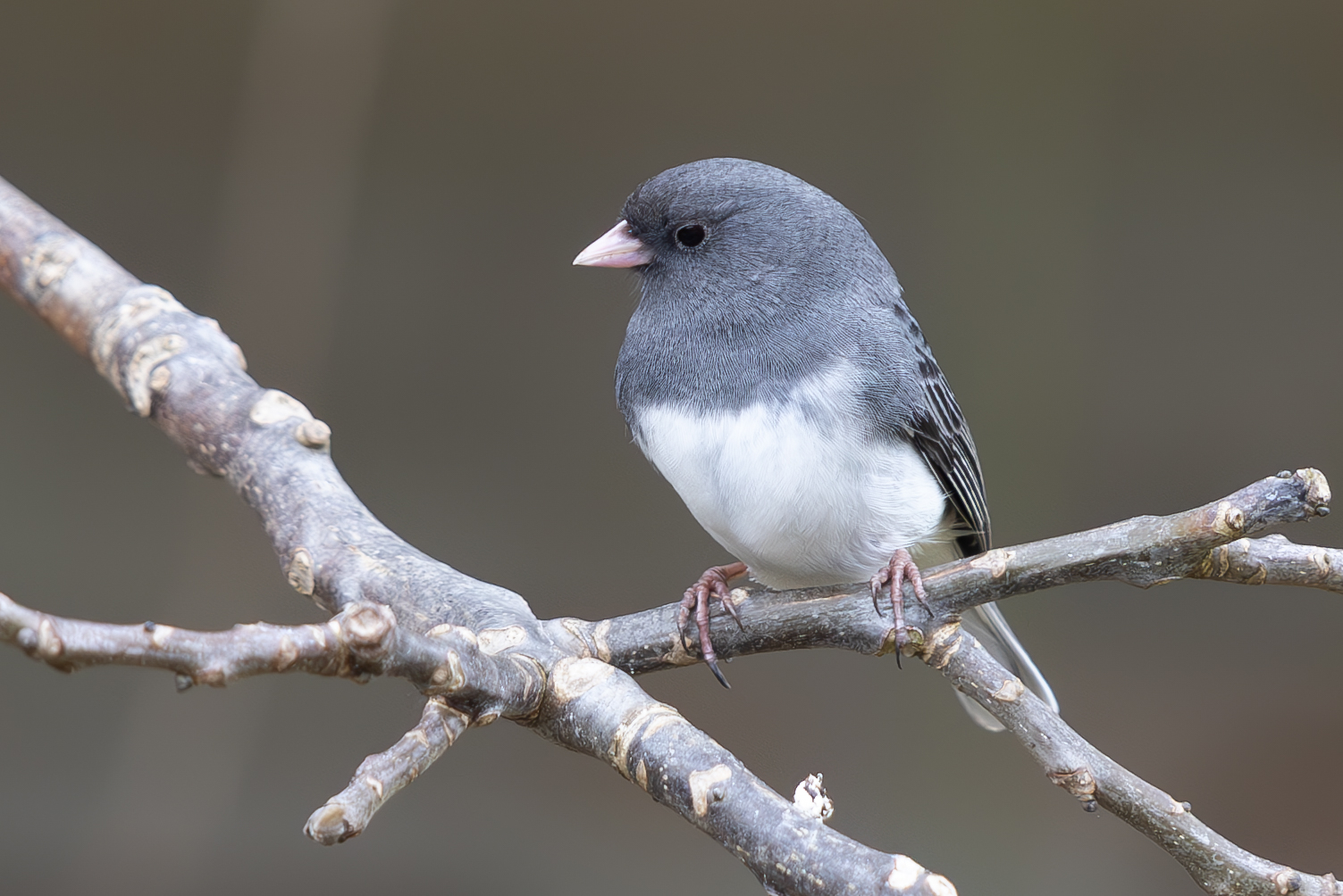 Dark-eyed Junco by David Carr - BirdGuides