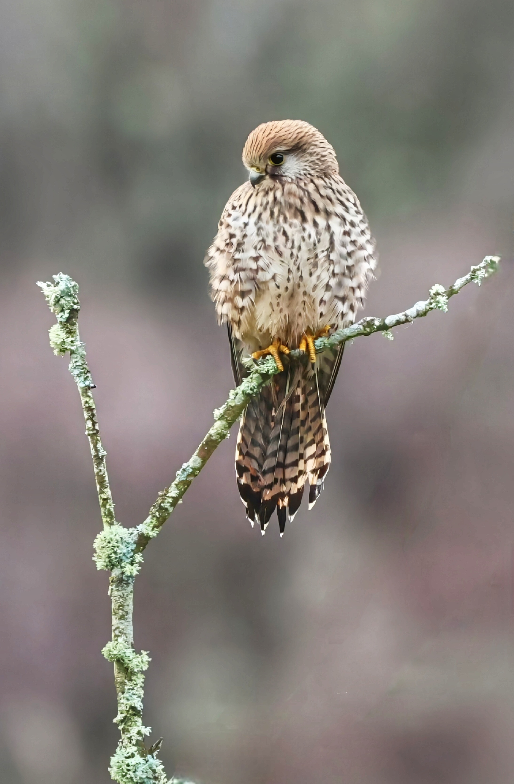 Common Kestrel by Christopher Bennett - BirdGuides