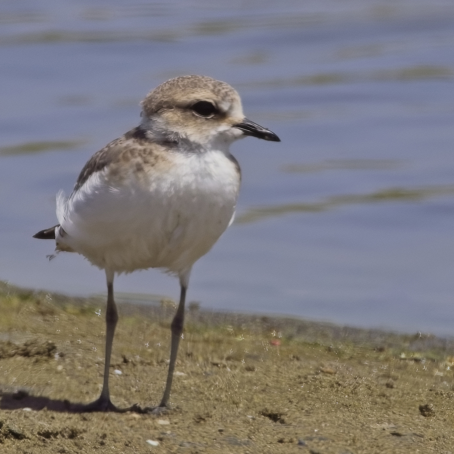 Kentish Plover by Tony Mills - BirdGuides